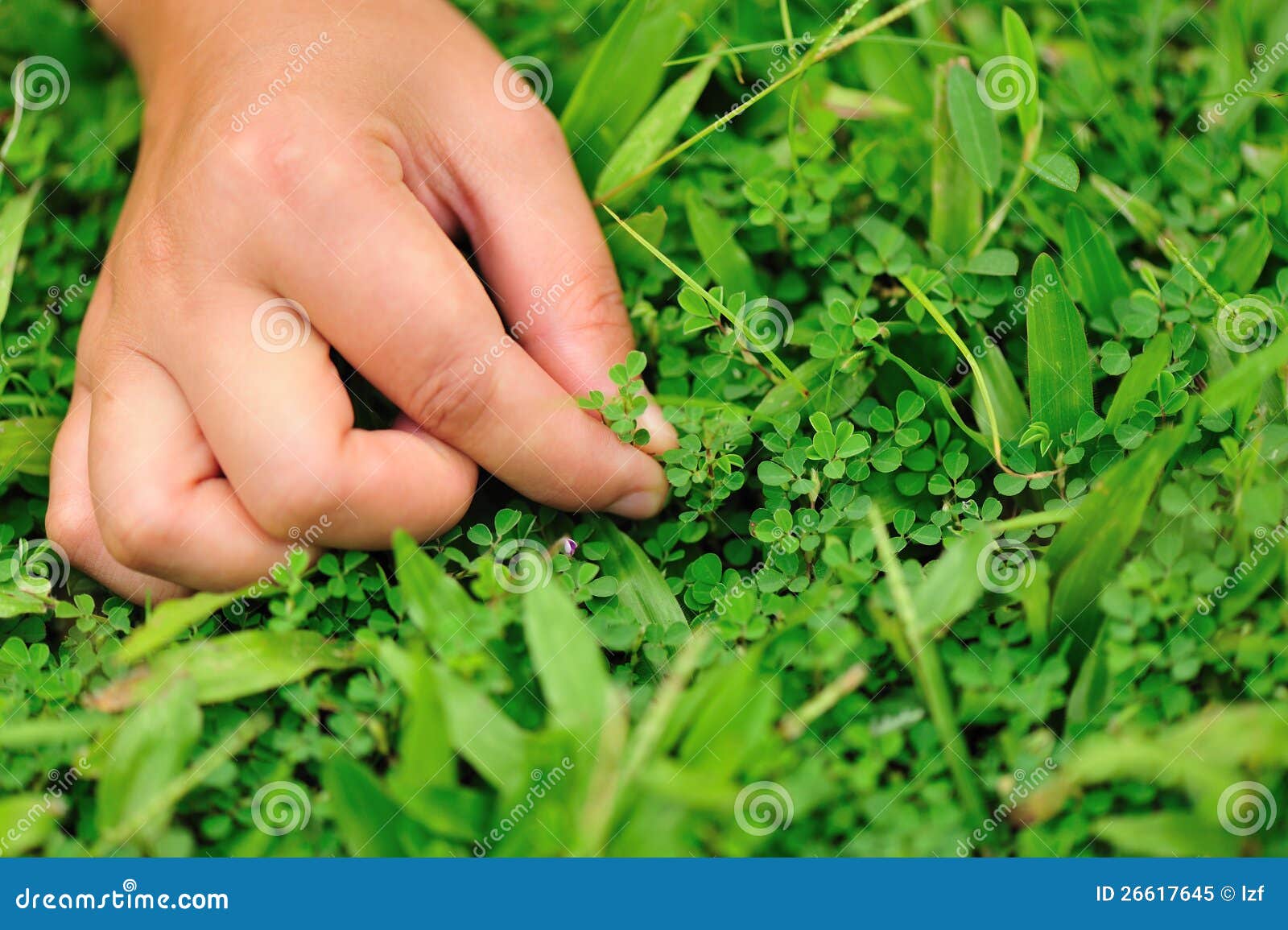 Hand picking grass stock image. Image of outdoors, botany - 26617645