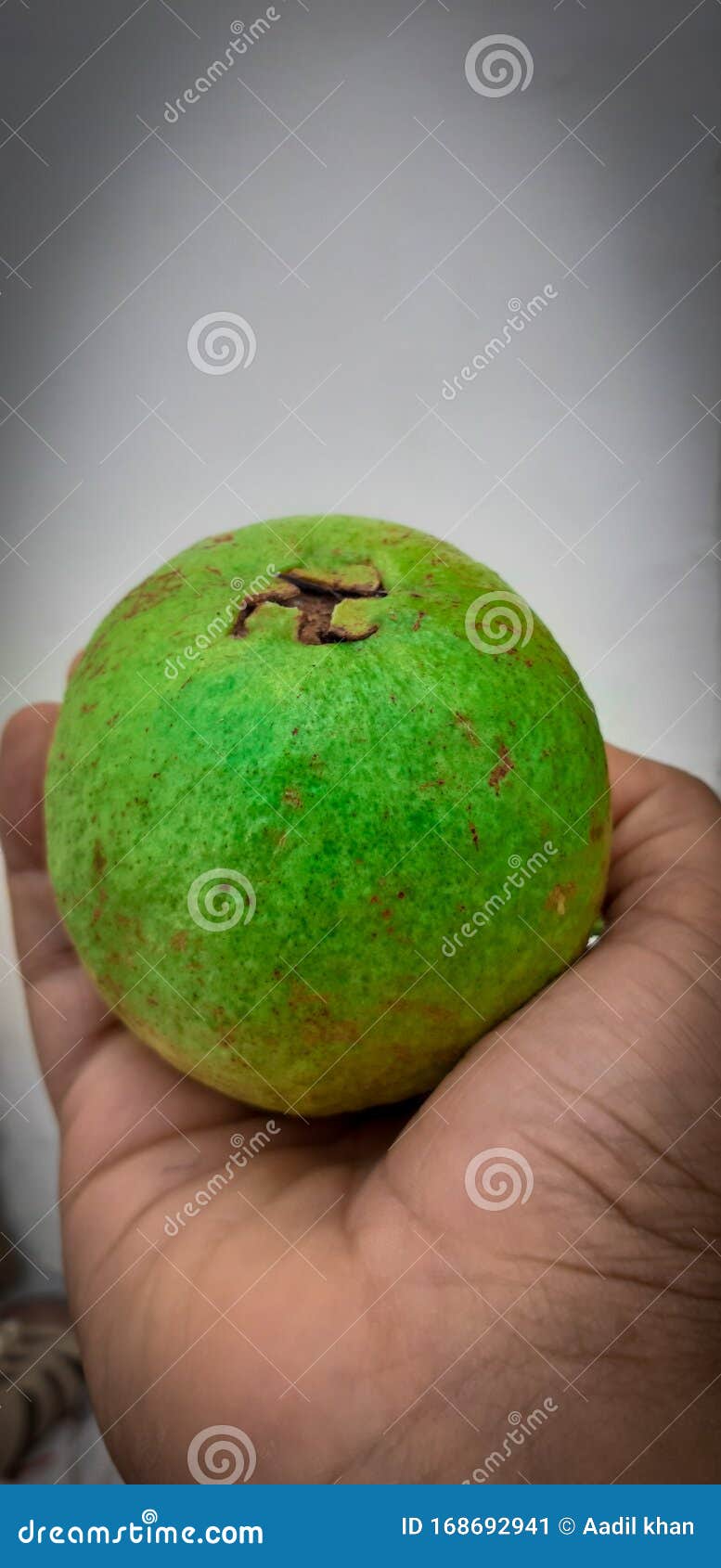 Hand picking guava fruit stock image. Image of tasty - 168692941