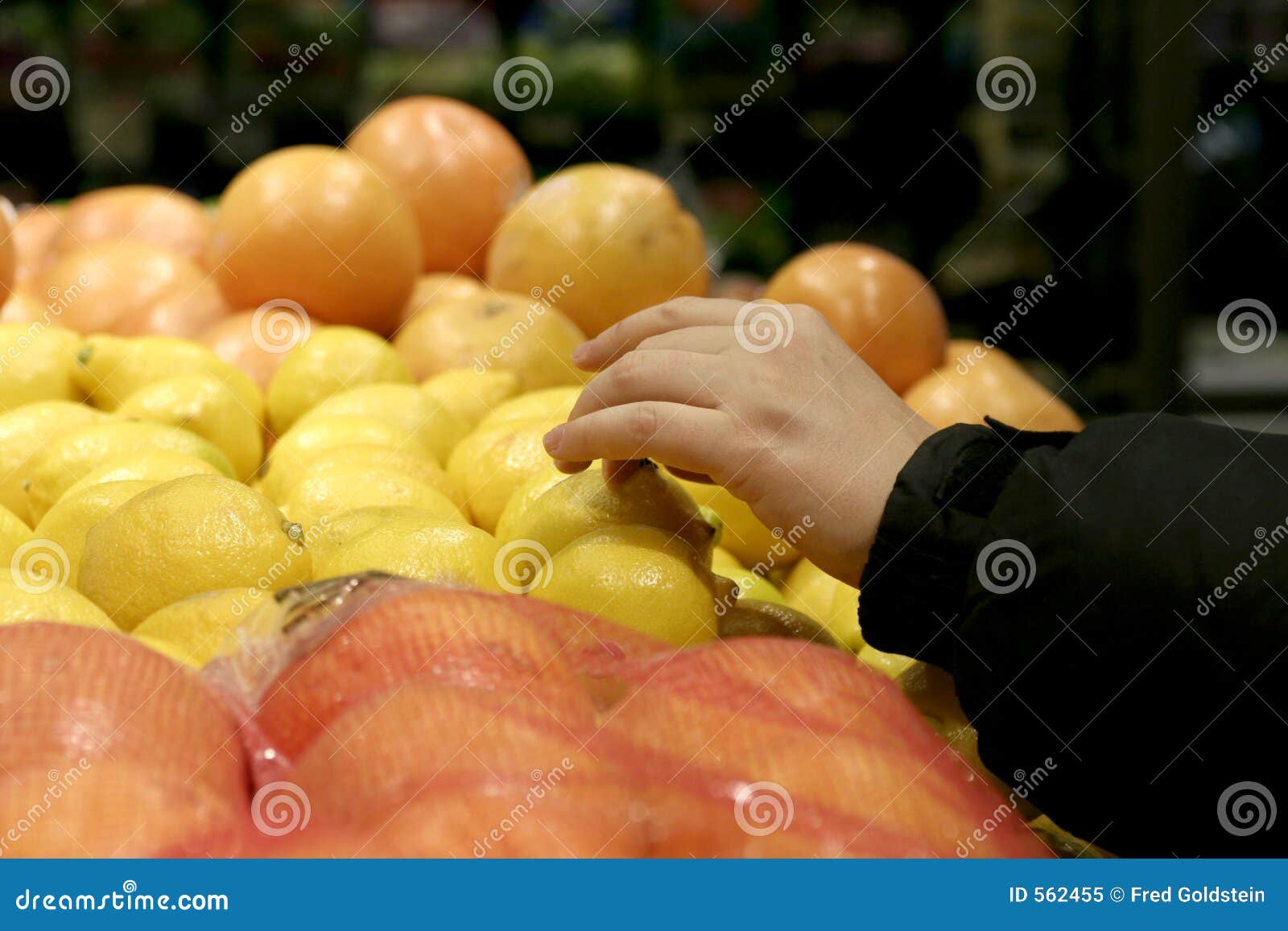 Hand picking lemon stock image. Image of produce, colourful - 562455
