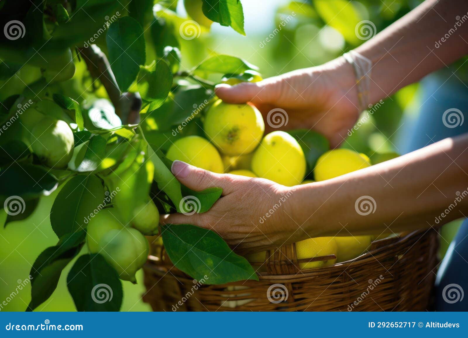 Hand Picking Lemons from a Basket for Making Lemonade Stock ...