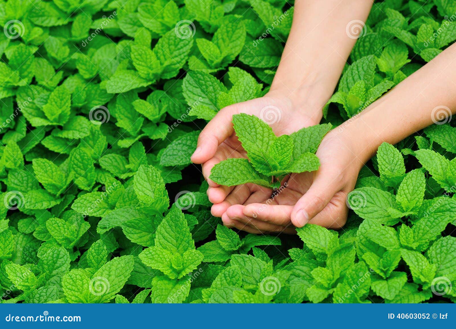 Hand picking mint stock photo. Image of fresh, food, girl - 40603052