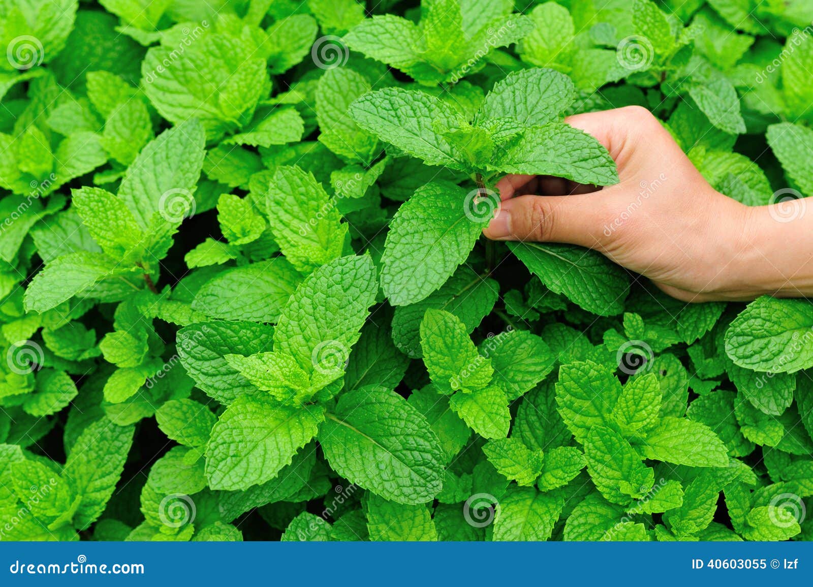 Hand picking mint stock image. Image of hold, healthy - 40603055