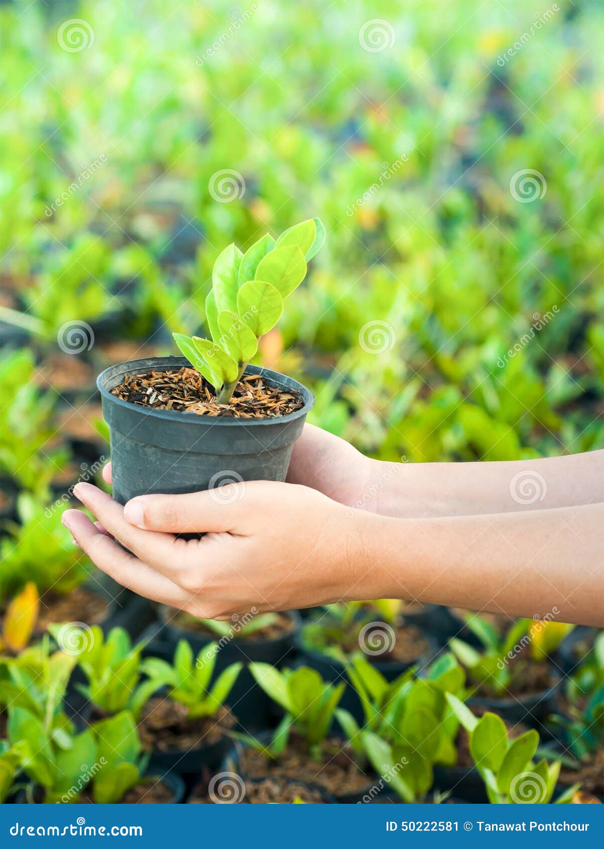 Hand picking new plant stock image. Image of growth, plant - 50222581