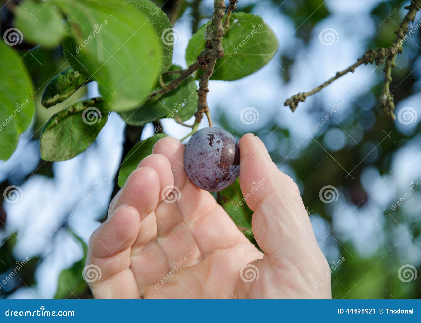 Hand Picking a Plum from a Tree Stock Image - Image of hand, collecting ...