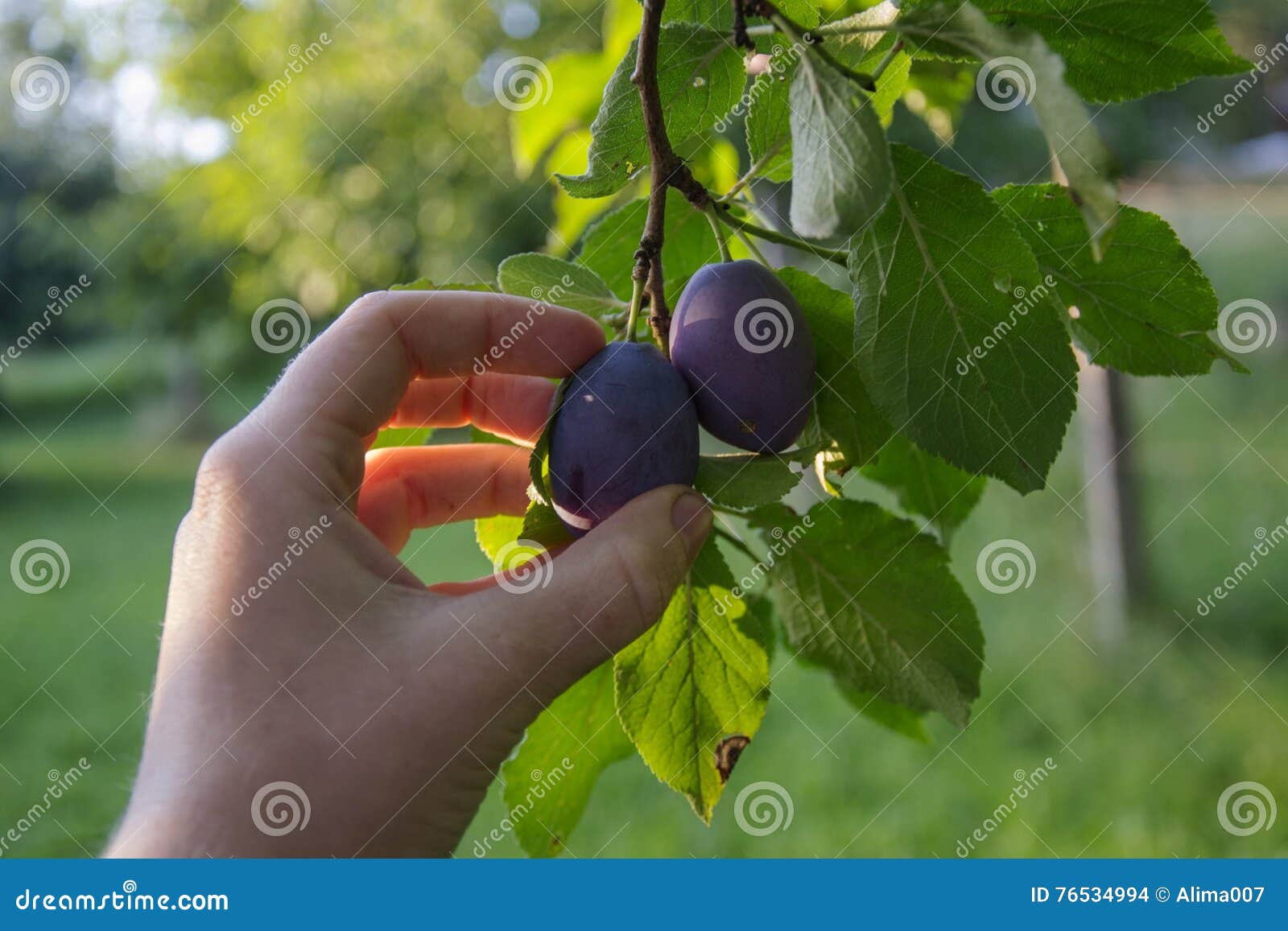 Hand picking plum stock photo. Image of autumn, juicy - 76534994