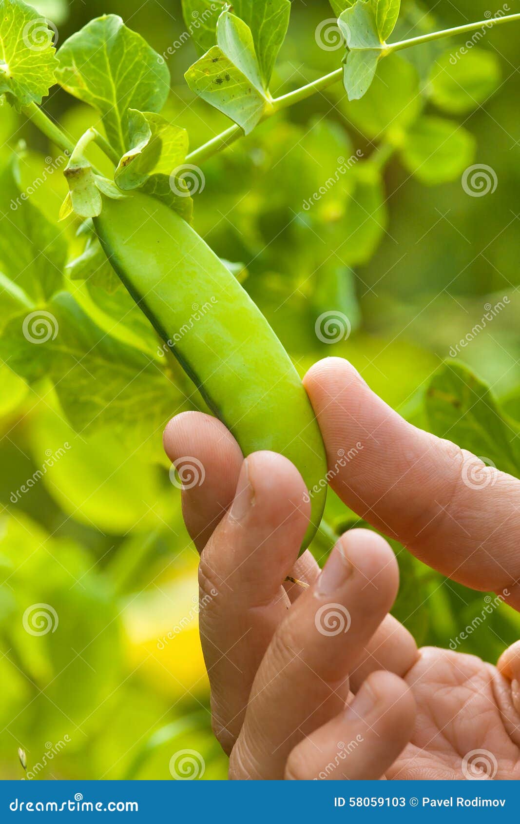 Hand picking pod of peas stock image. Image of fresh - 58059103