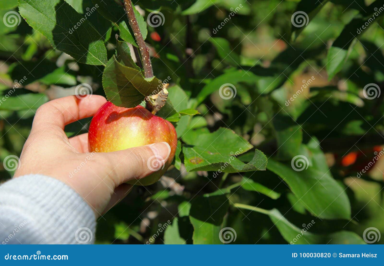 Hand picking apple stock photo. Image of applepicking - 100030820