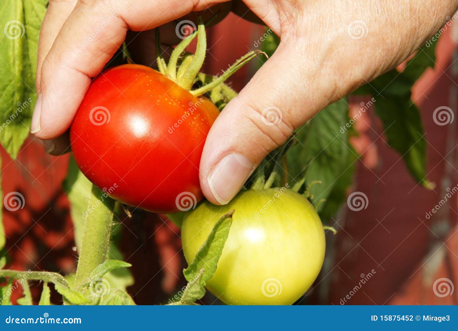 Hand Picking Red Tomato beside Green One Stock Photo - Image of green ...