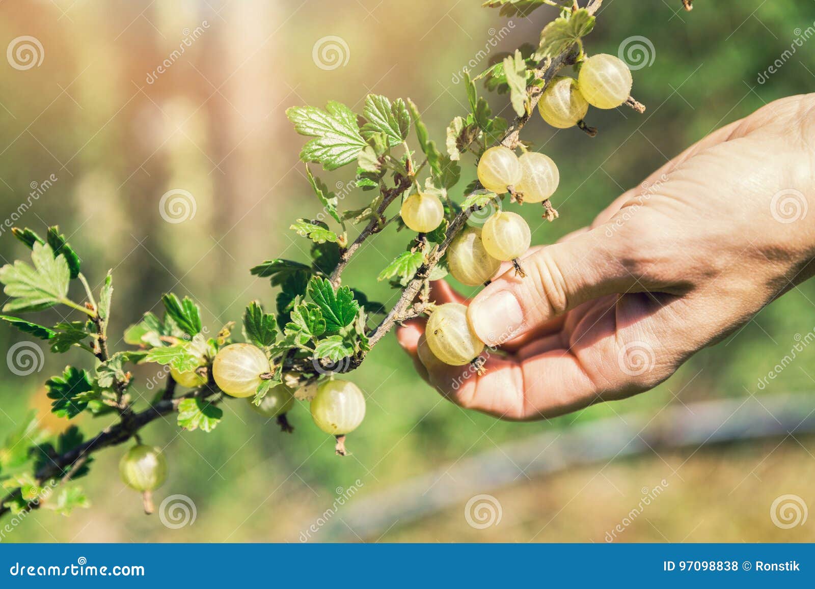 Hand Picking Ripe Berries of Gooseberry Bush Stock Photo - Image of ...