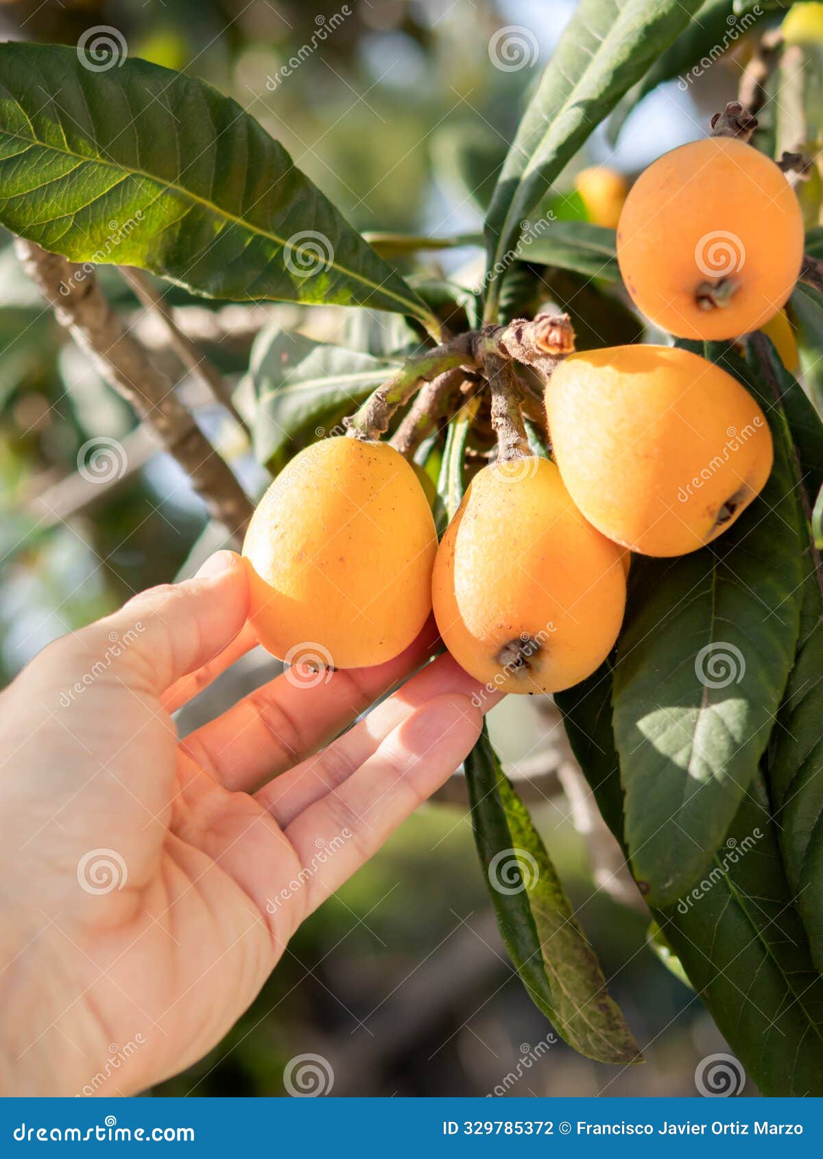 Hand Picking Ripe Loquats from Tree Stock Photo - Image of tree ...