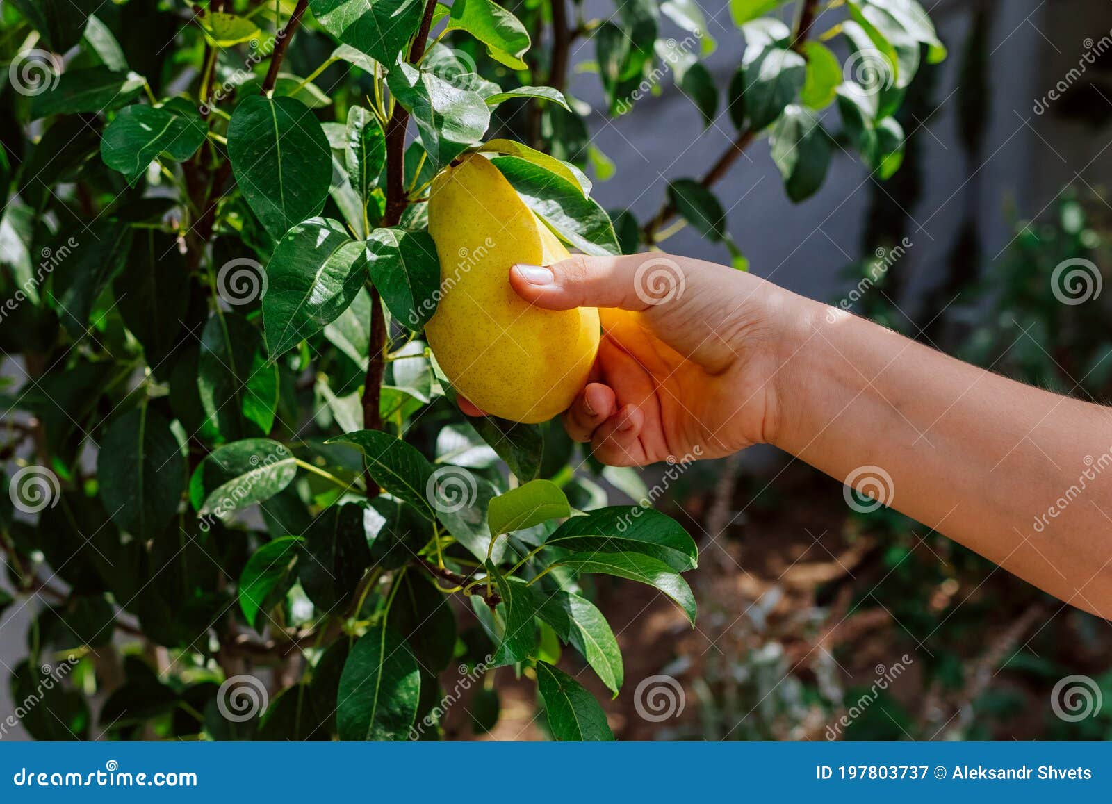 Hand Picking a Ripe Pear from Tree in a Garden Stock Image - Image of ...
