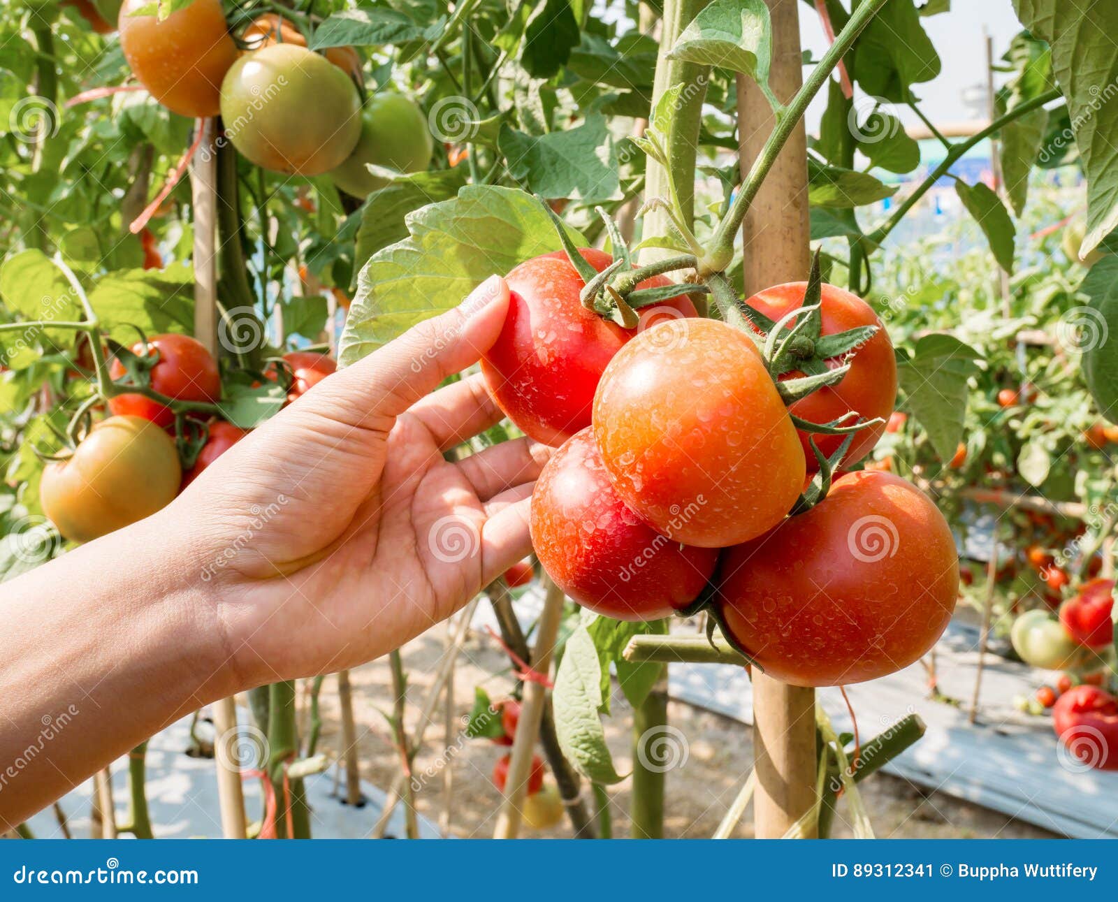 Hand picking ripe tomato stock image. Image of plant - 89312341