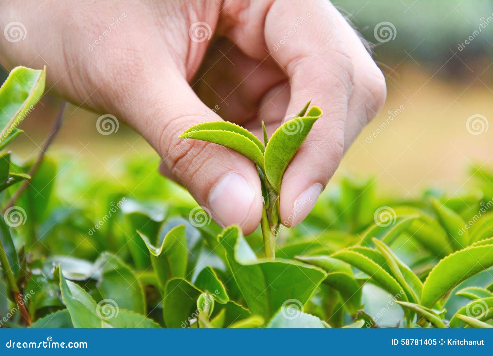 Hand picking tea leaves stock image. Image of organic - 58781405