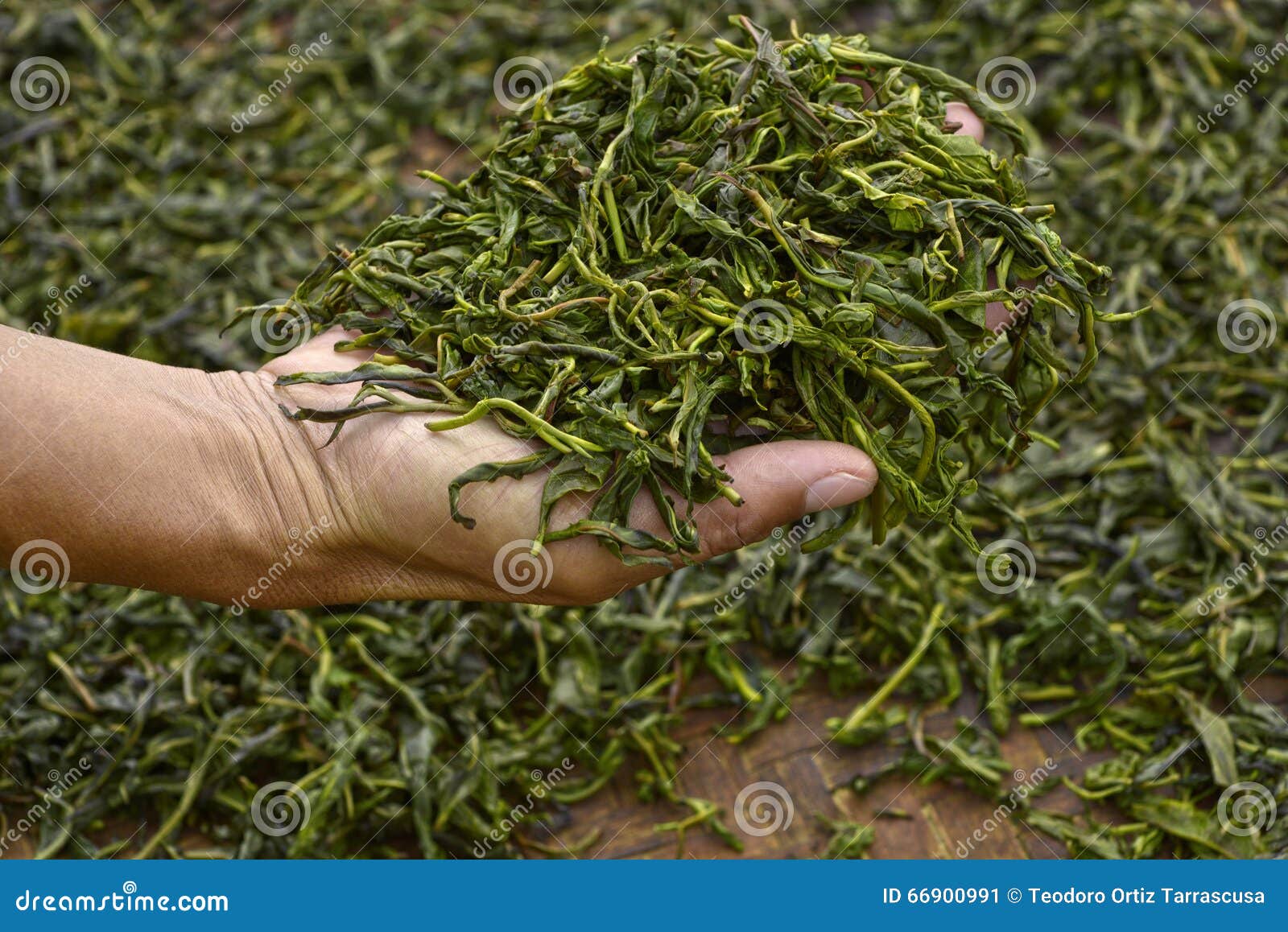 Hand picking tea stock image. Image of antioxidant, closeup - 66900991