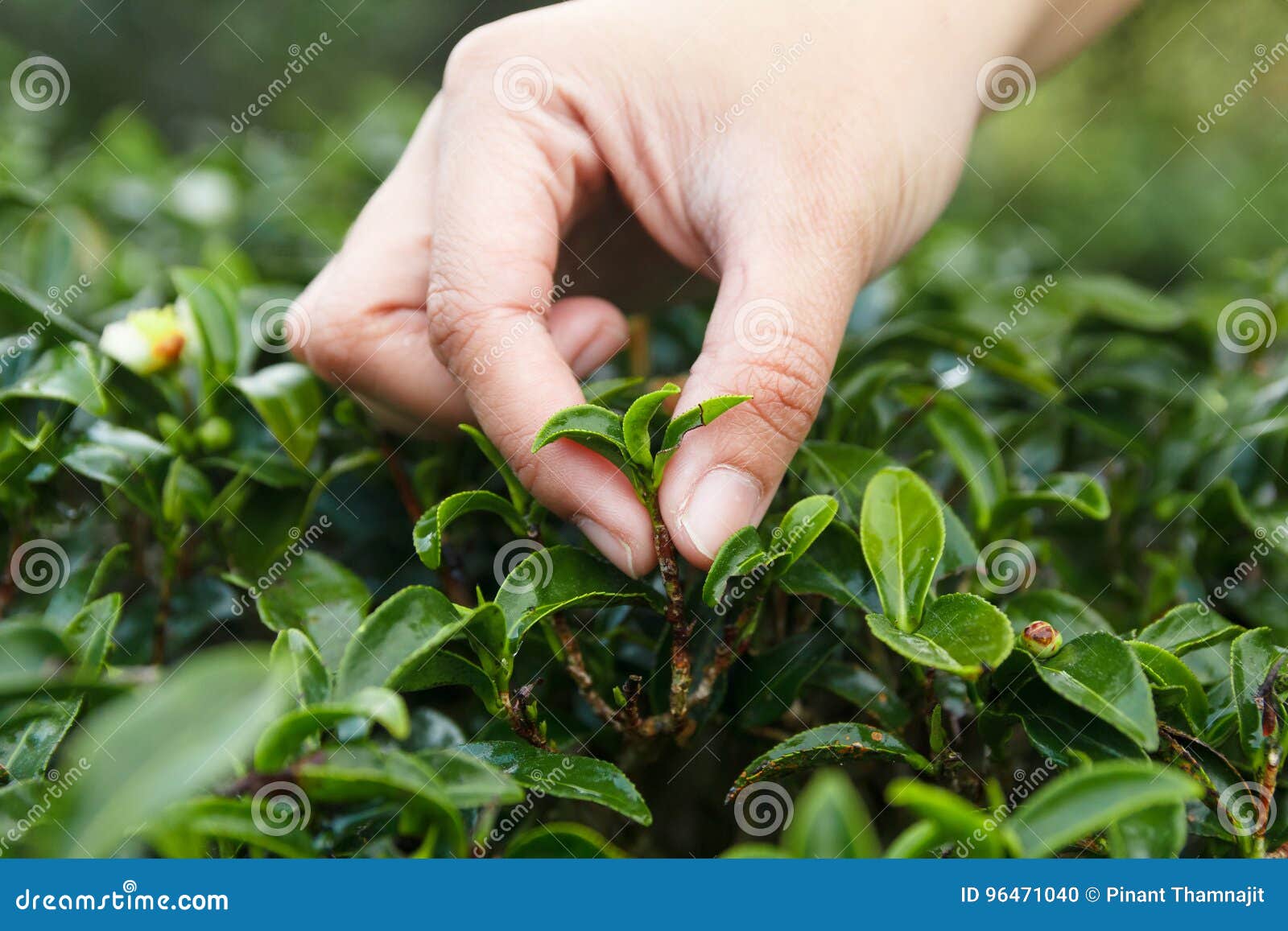 Hand picking tea leaves. stock photo. Image of bush, fresh - 96471040