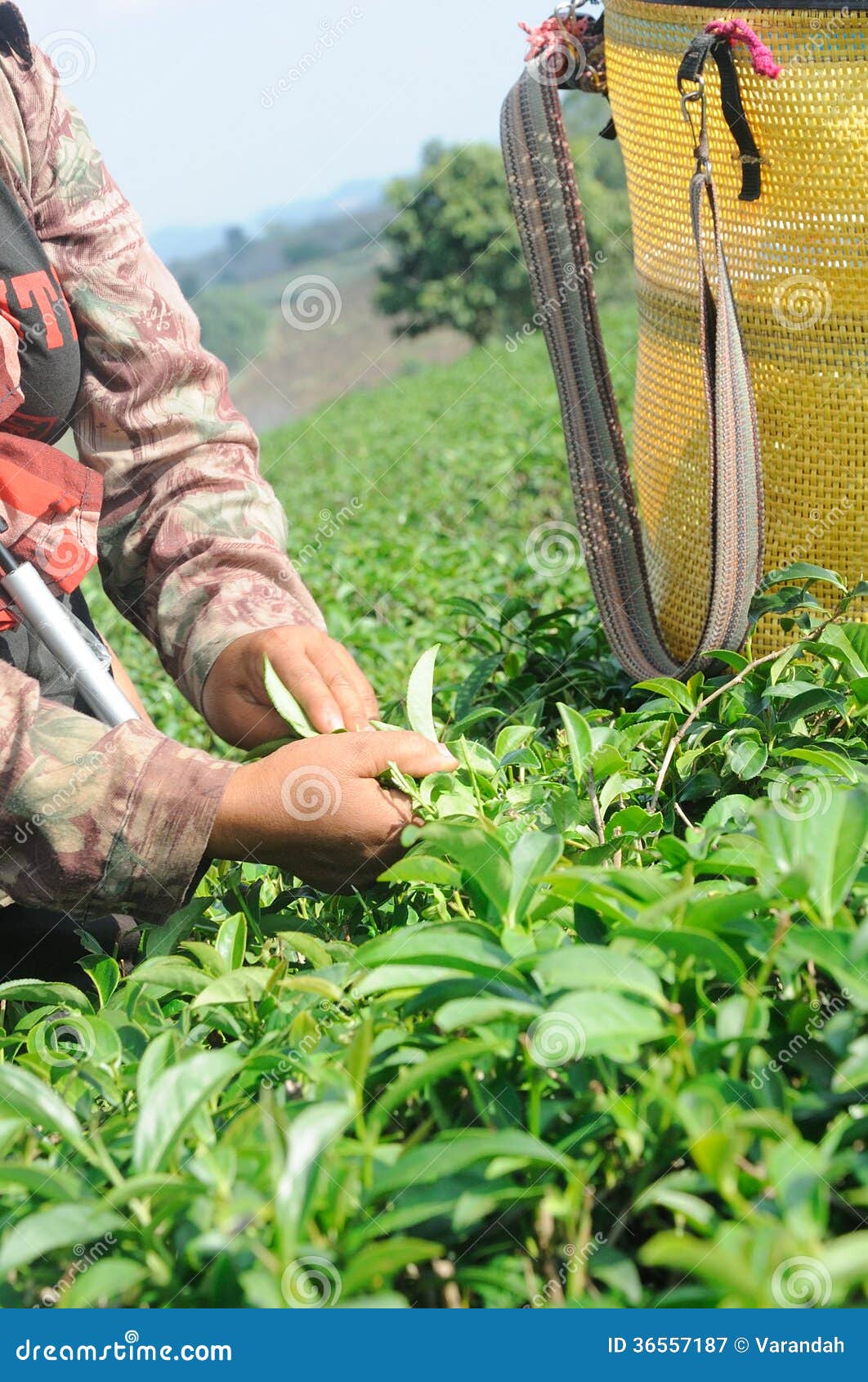Hand Picking Tea Leaves in a Tea Plantation Stock Image - Image of ...