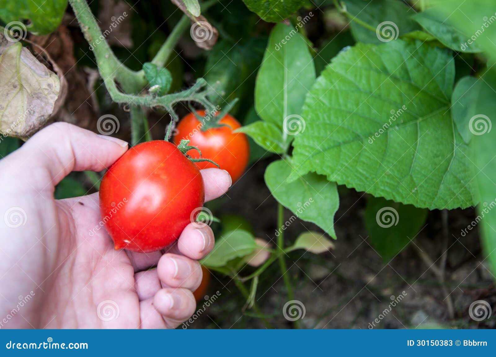 Picking tomato stock image. Image of farmer, field, health - 30150383