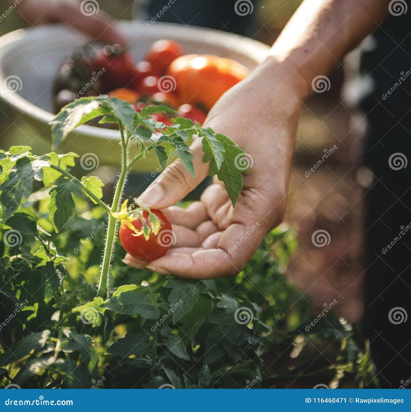 Hand Picking Book In Library Stock Image | CartoonDealer.com #40383565
