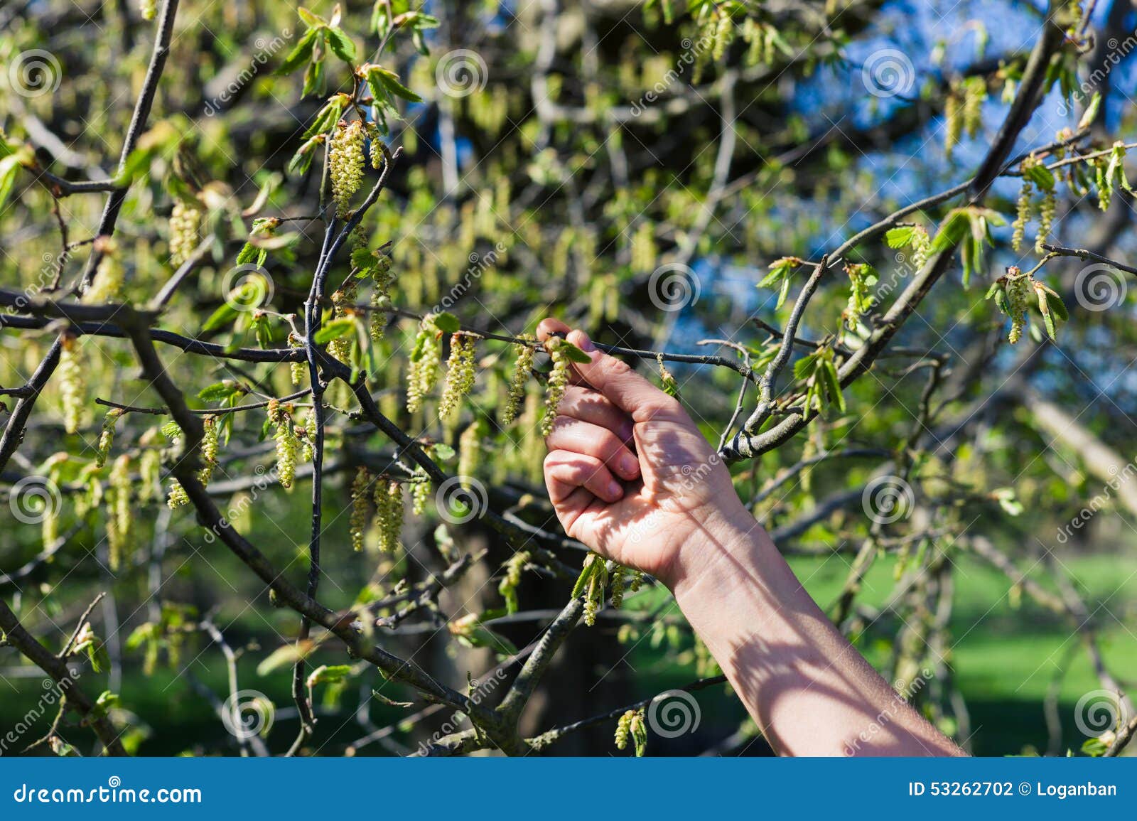 Hand picking tree branch stock photo. Image of hand, lifestyle - 53262702