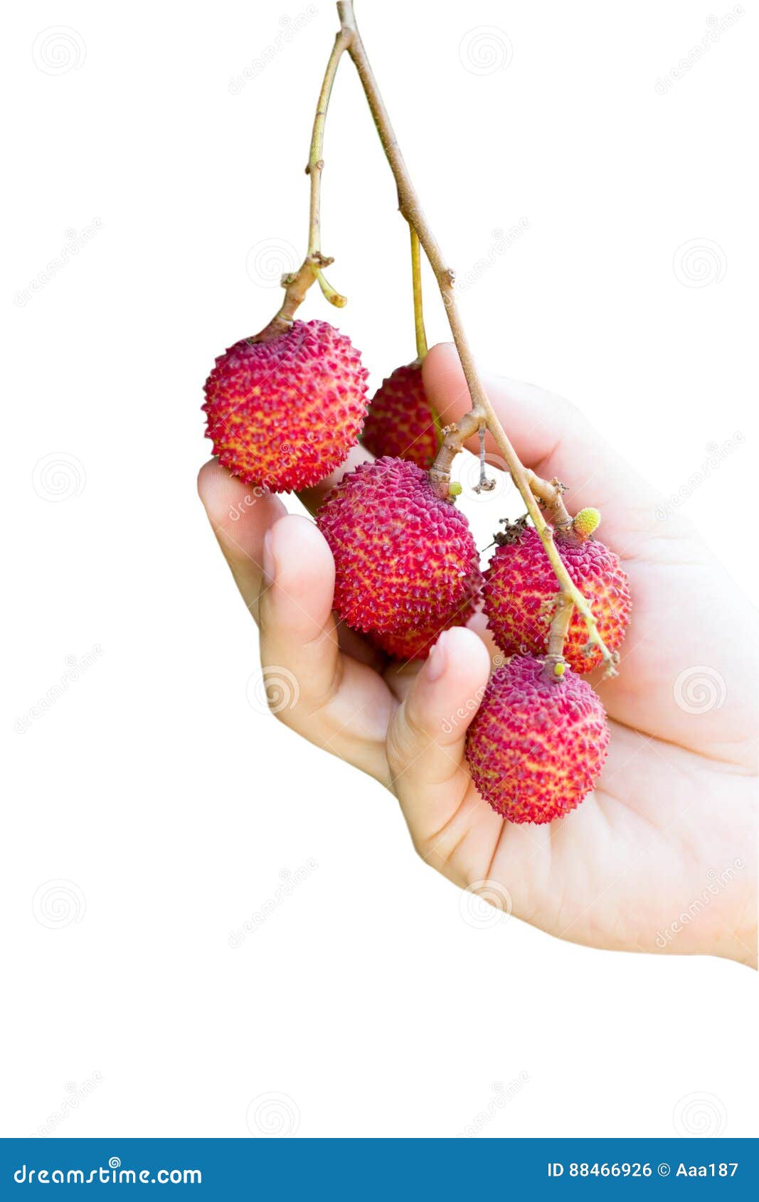 Hand Picking Up the Ripe Lychee Fruit Stock Photo - Image of branch ...