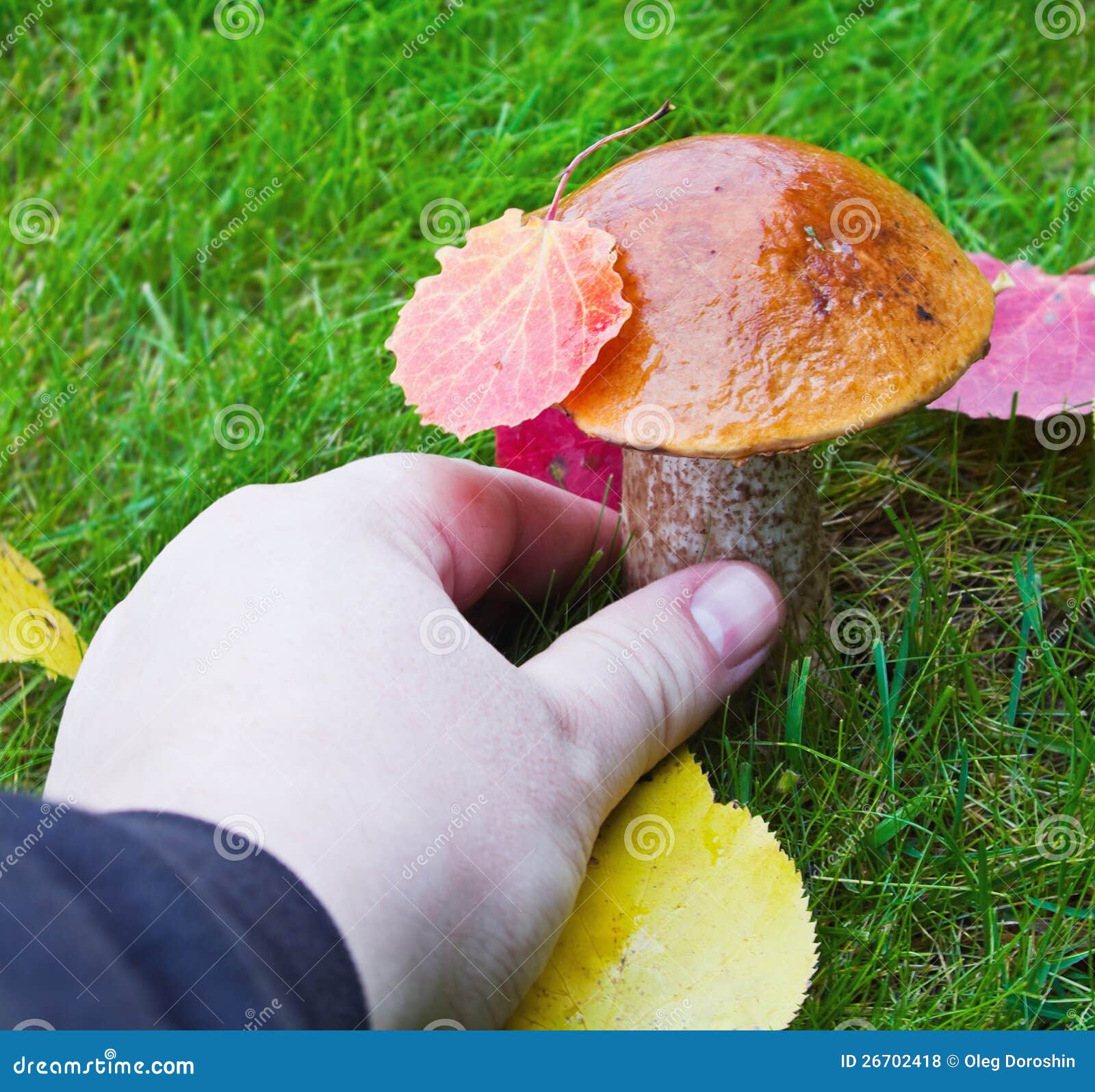 Hand Picks Orange-cap Boletus Stock Photo - Image of autumn, gather ...