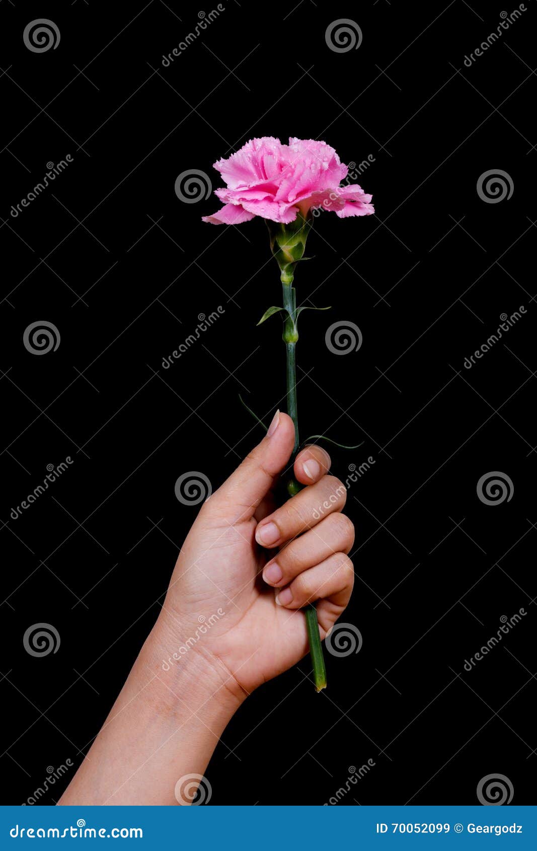 Hand with Pink Carnations Flower with Water Drop on Black Stock Image ...