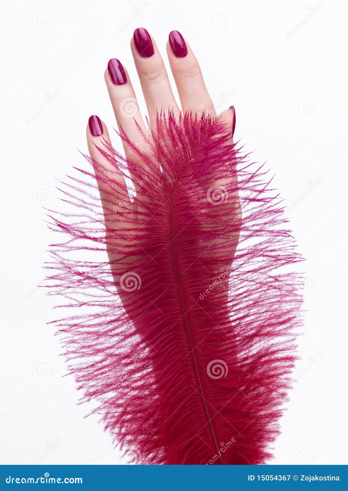 Hand with Pink Manicure and Beautiful Feather Stock Image - Image of ...