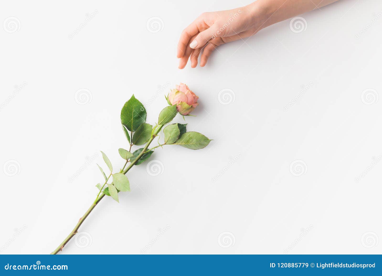 Hand with pink rose flower stock image. Image of copy - 120885779