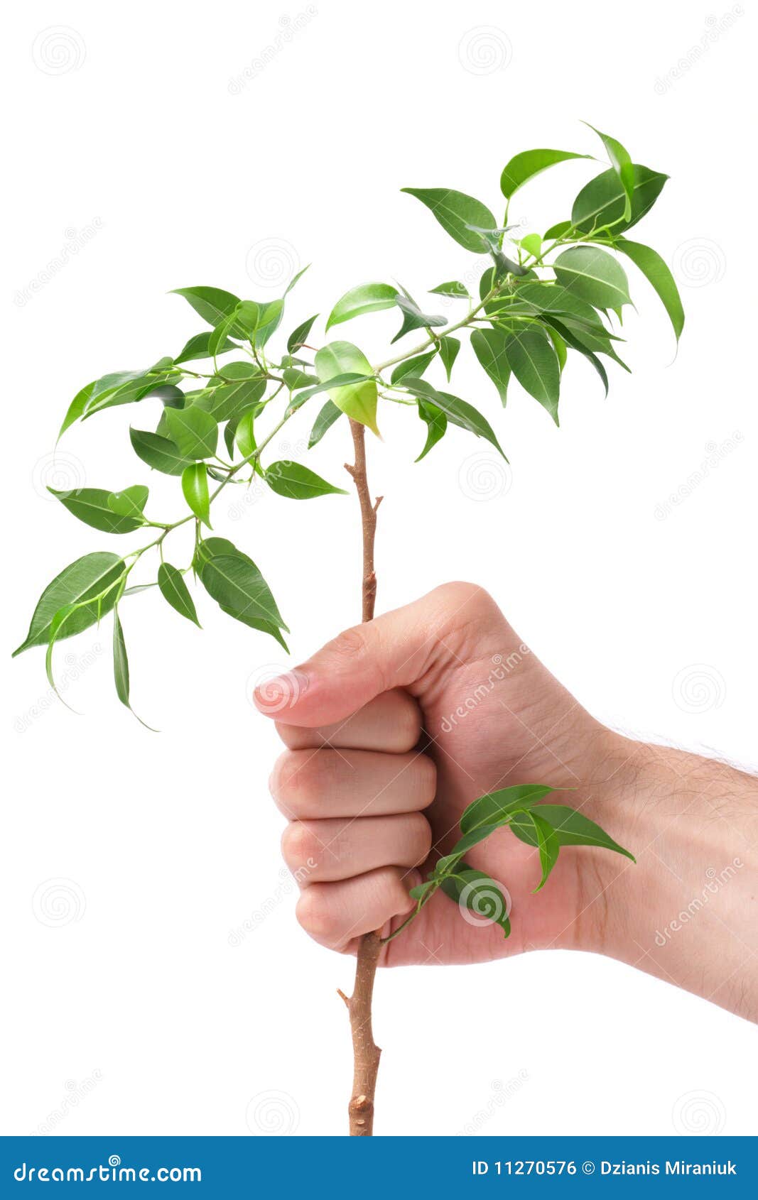 Hand a plant stock photo. Image of green, cultivate, flourish - 11270576