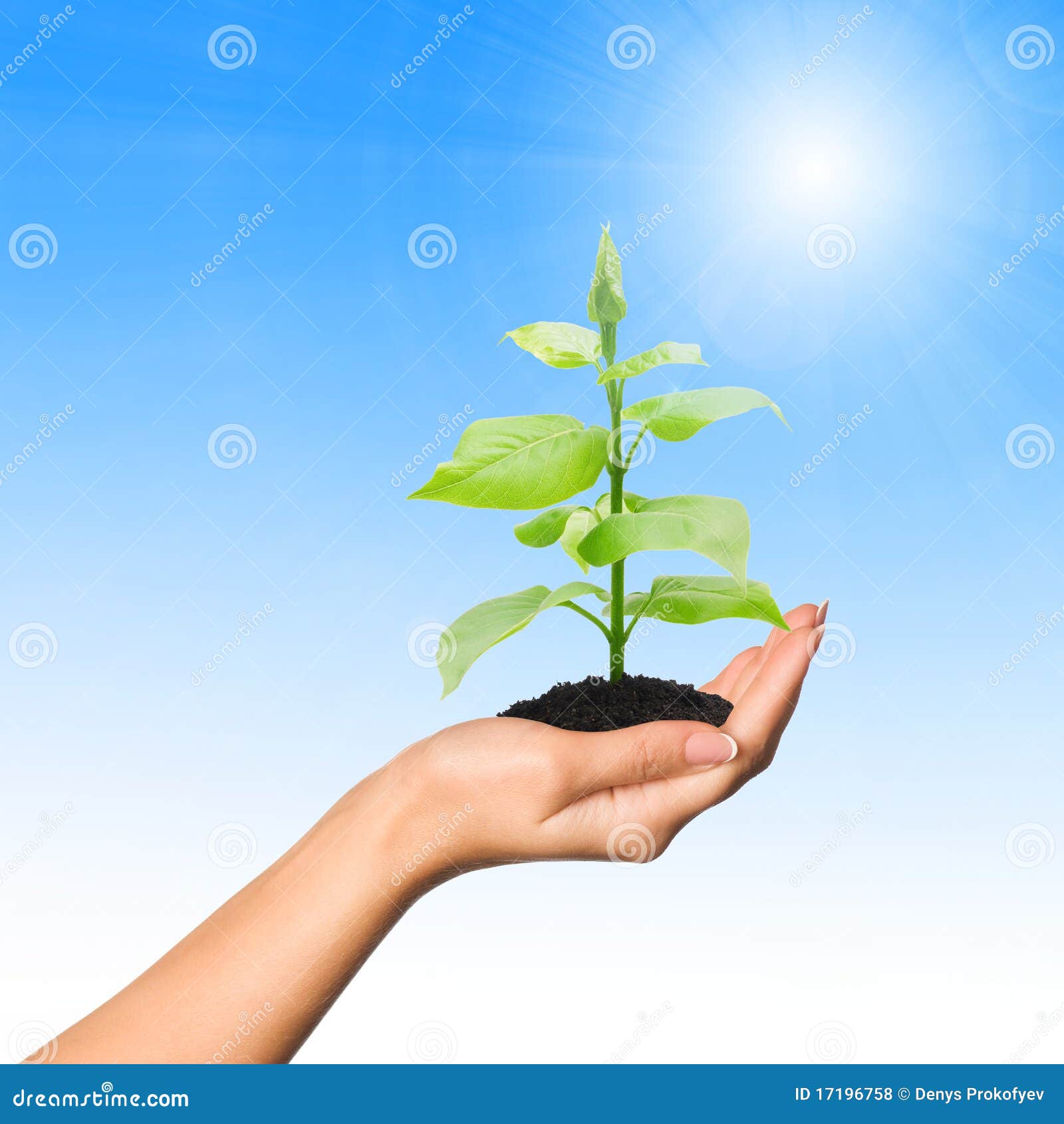 Hand with plant stock photo. Image of growth, gardening - 17196758