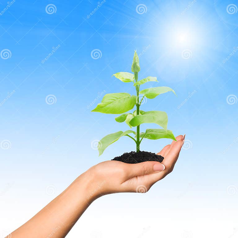 Hand with plant stock photo. Image of growth, gardening - 17196758