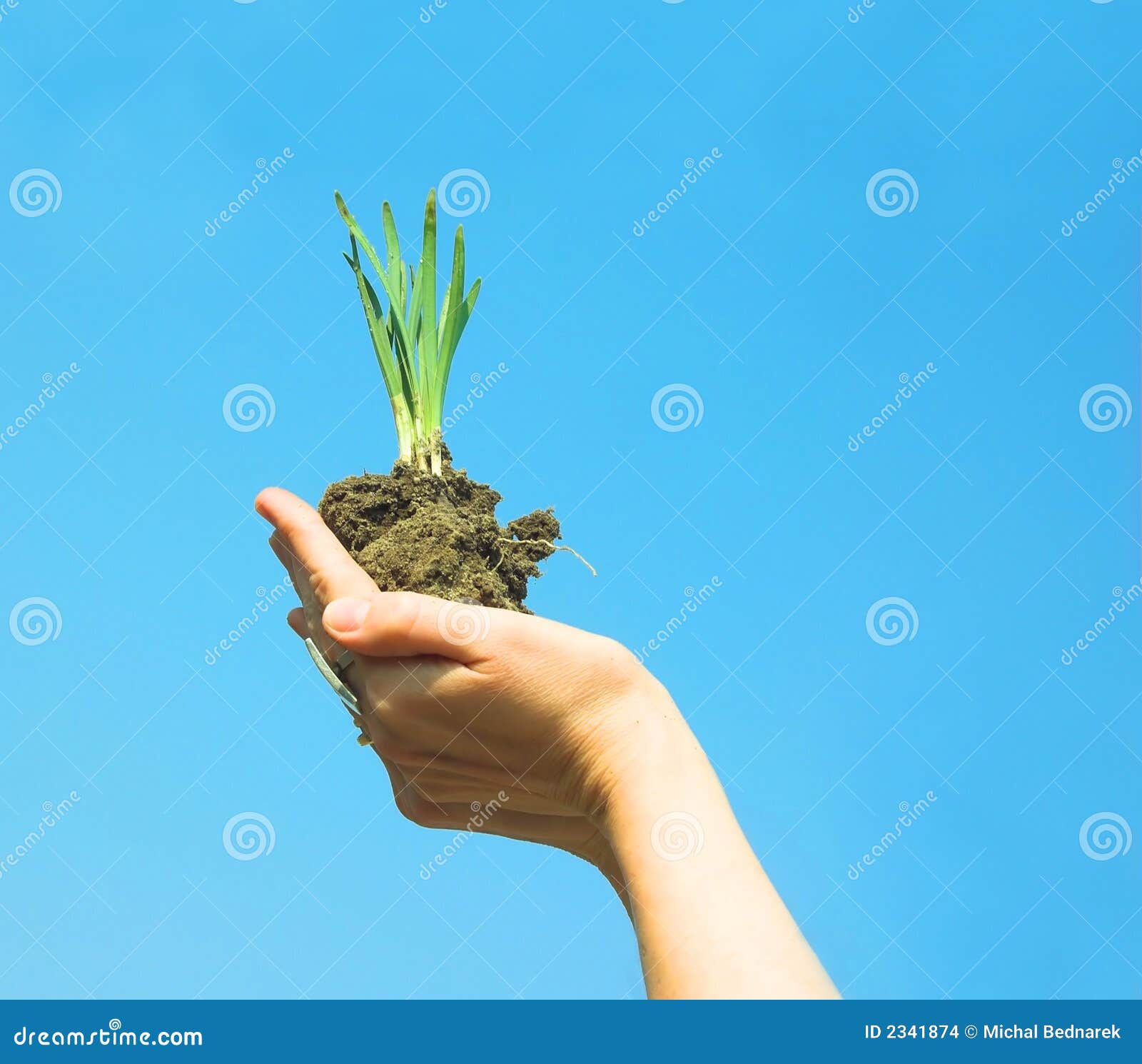 Hand with plant stock photo. Image of abound, finger, life - 2341874