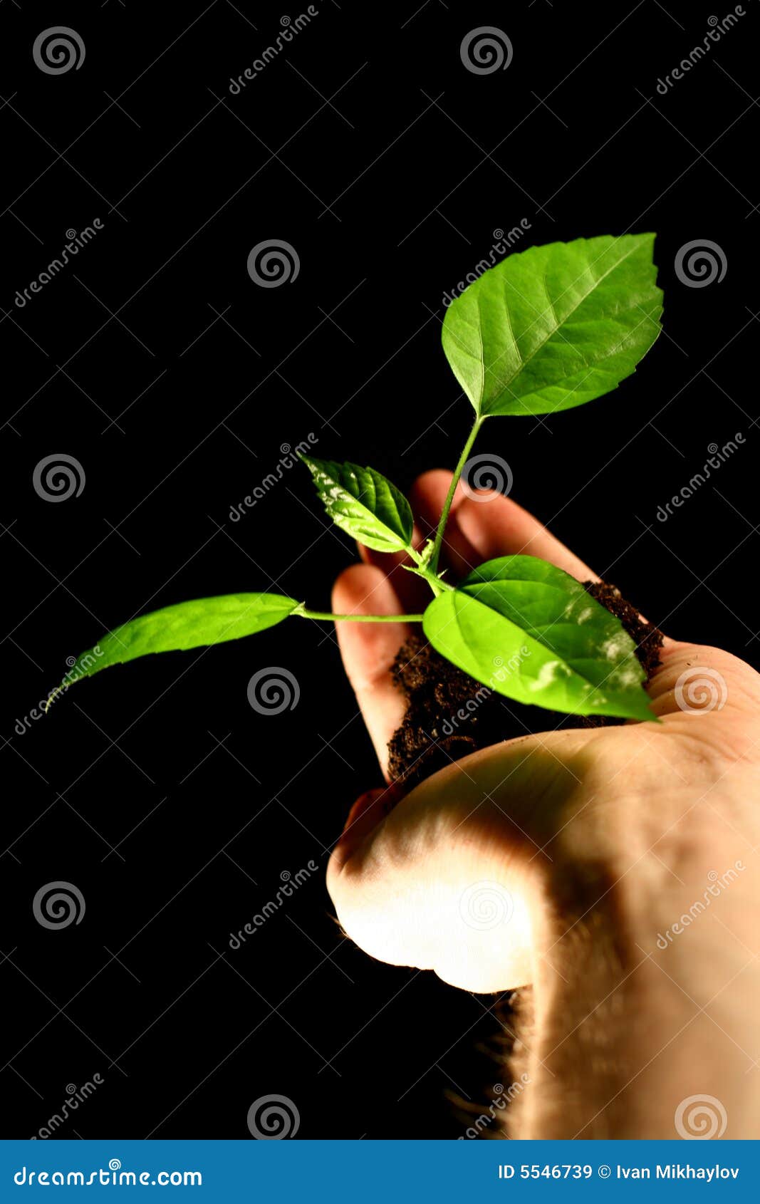 Hand plant stock image. Image of organic, grow, holding - 5546739