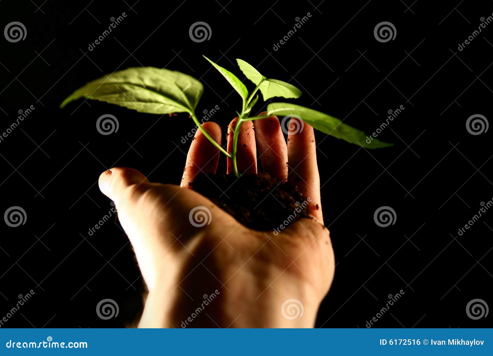 Hand plant stock photo. Image of people, holding, life - 6172516