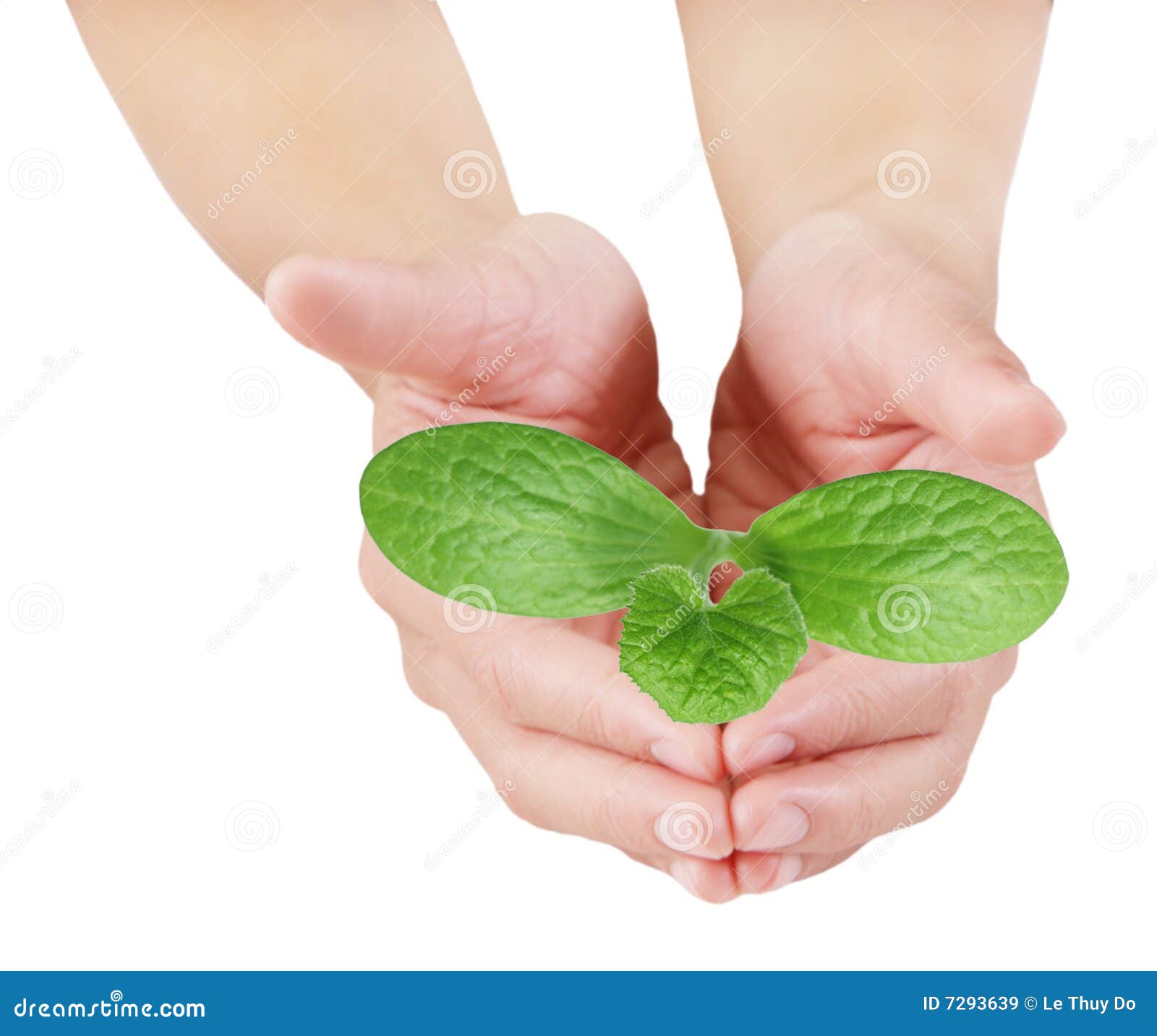 Hand and plant stock image. Image of life, grow, growing - 7293639