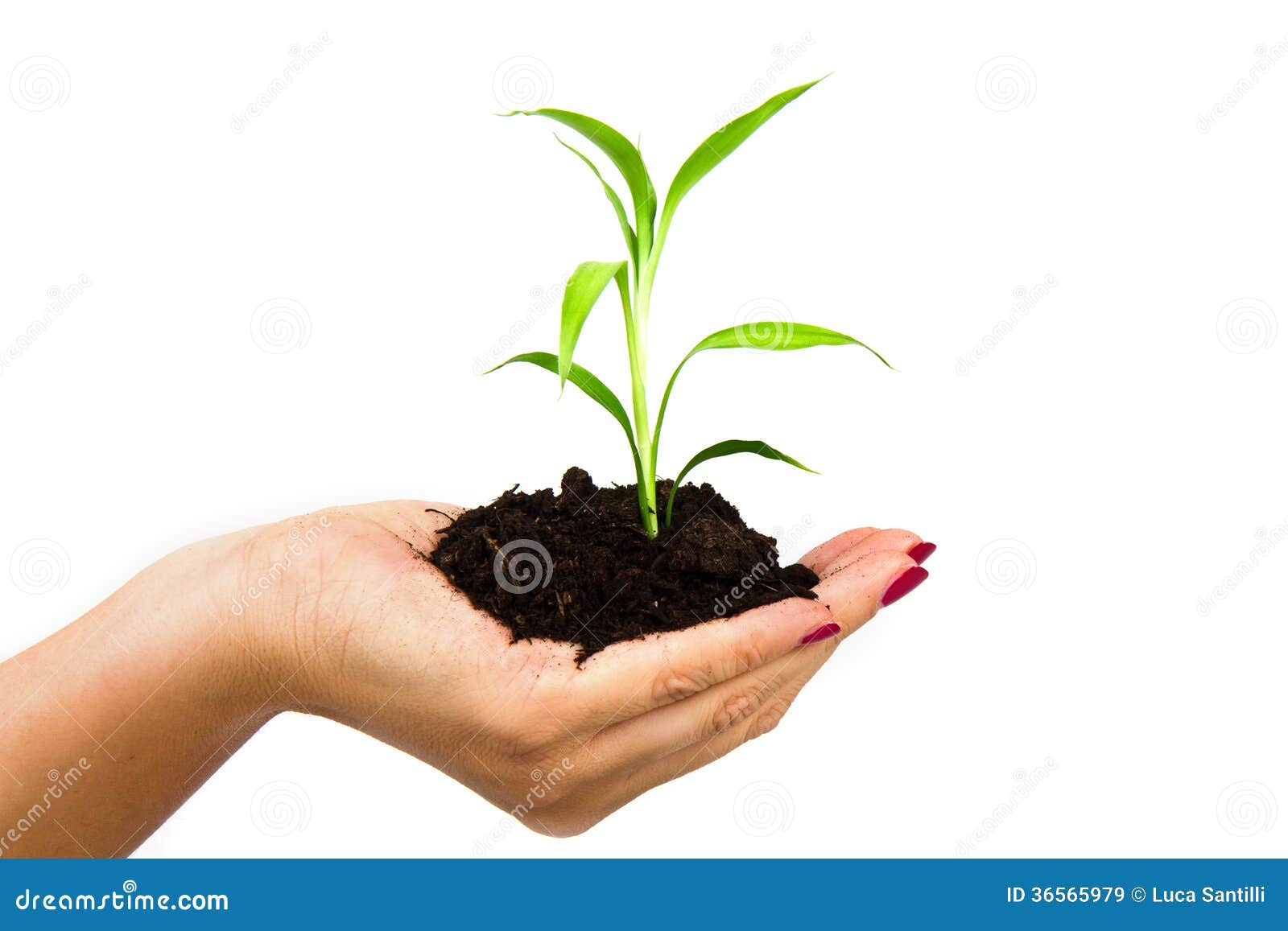 Hand and Plant Isolated on White Background Stock Image - Image of palm ...