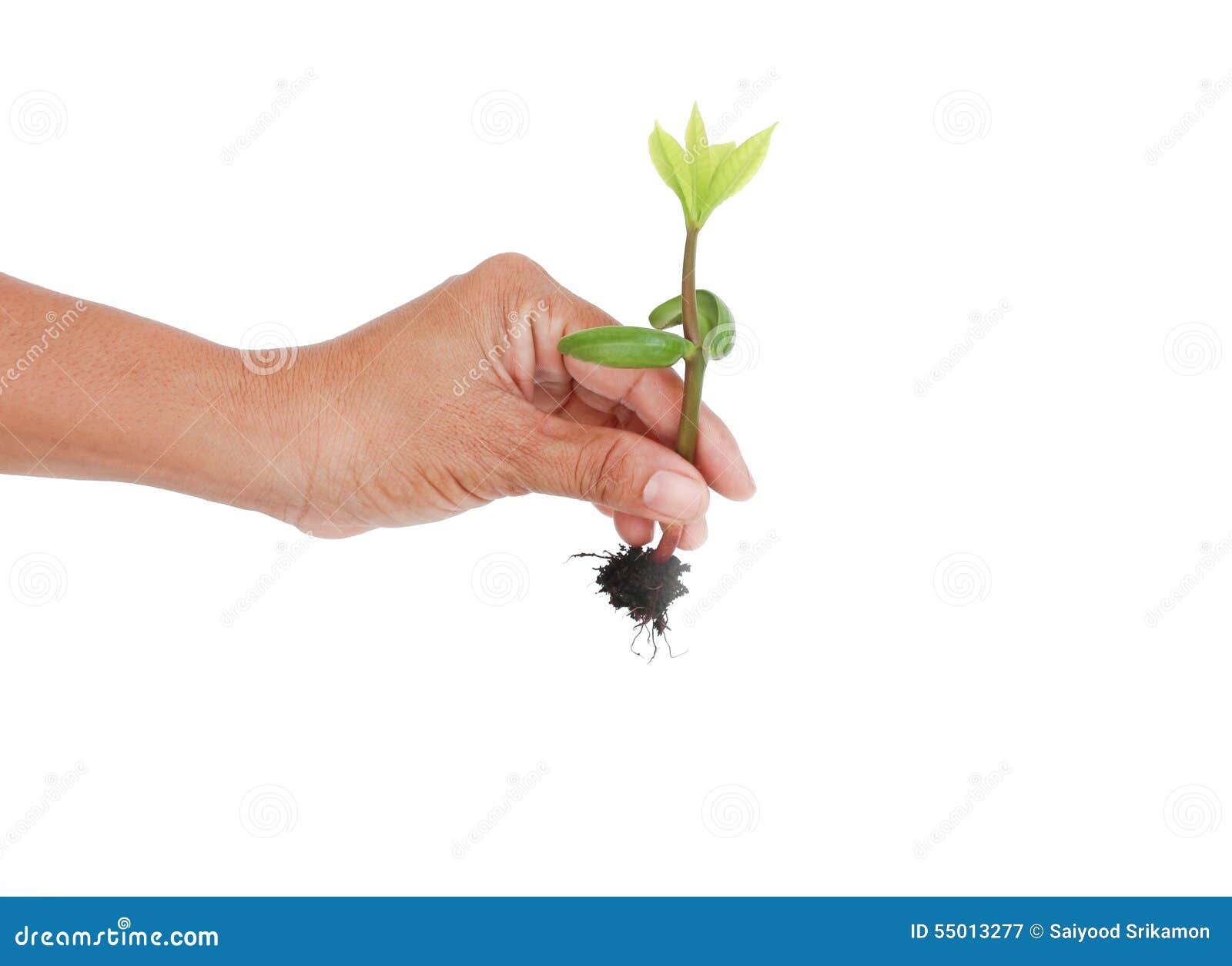 Hand stock image. Image of agriculture, flower, land - 55013277