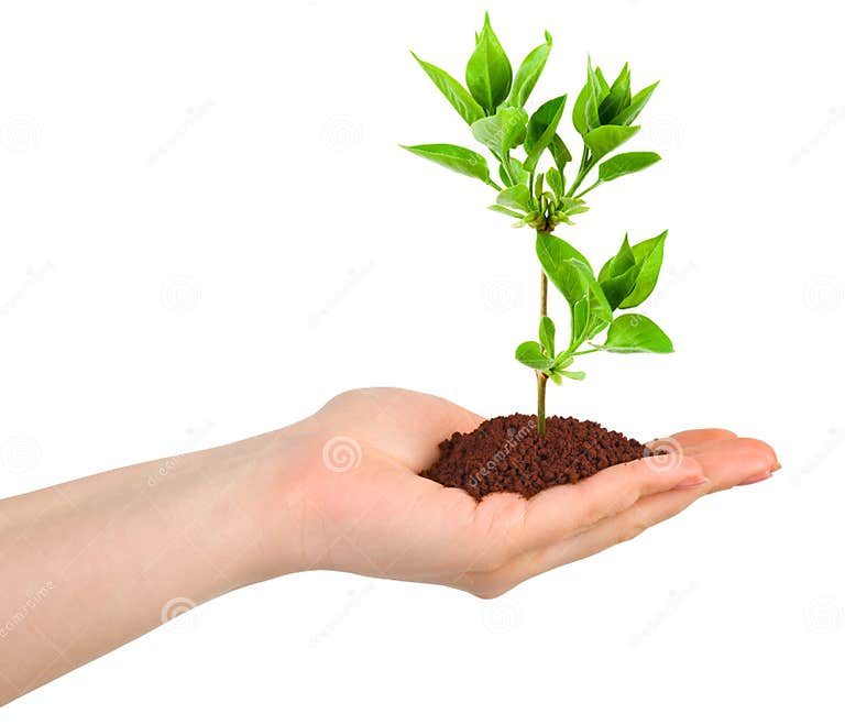 Hand and plant stock image. Image of burgeon, holding - 68650523