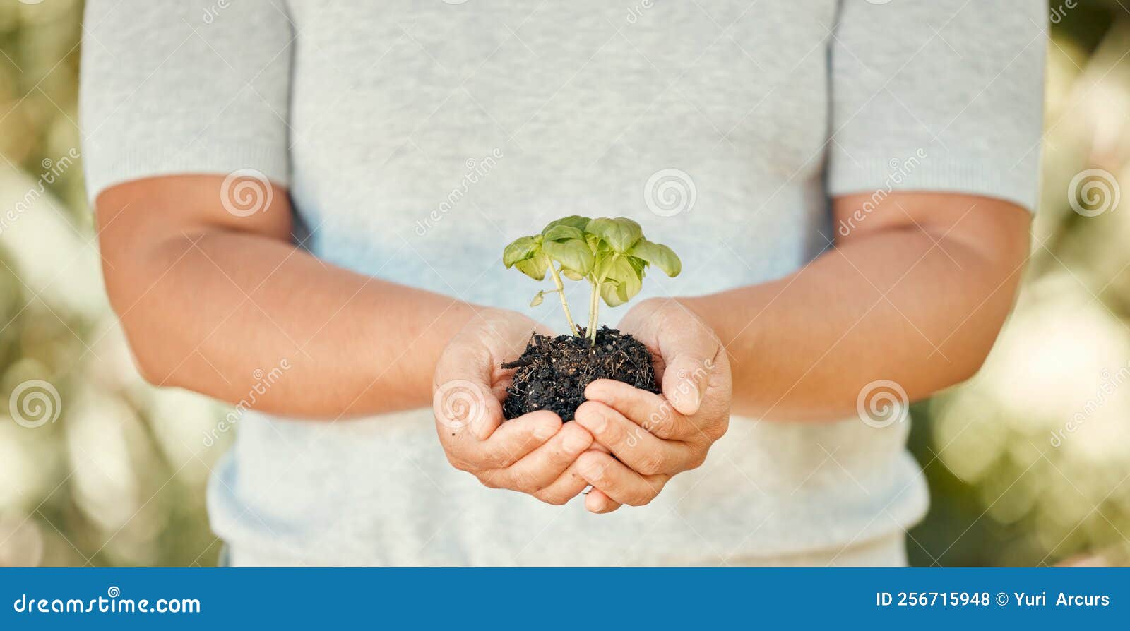 Hand, Plant and Soil with Growth in the Hands of a Woman for ...