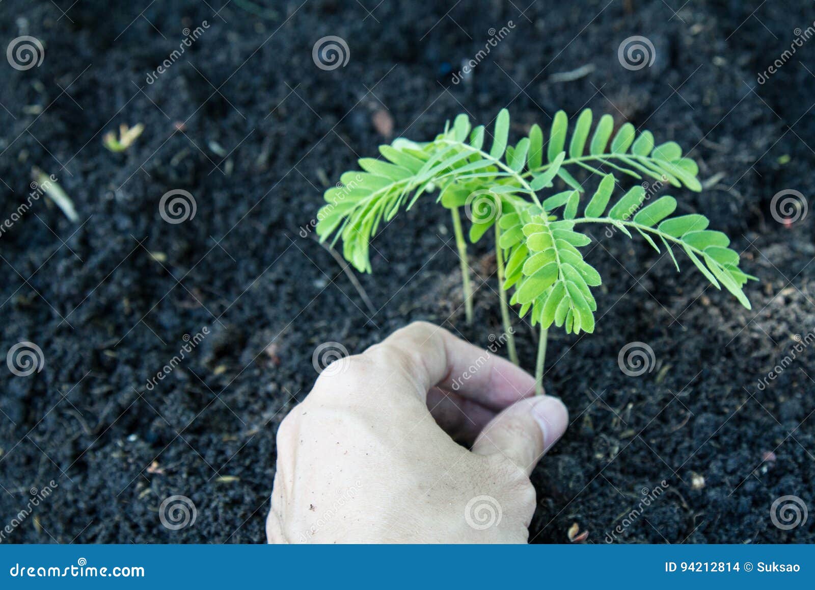 Hand plant a tree stock photo. Image of hand, grow, care - 94212814