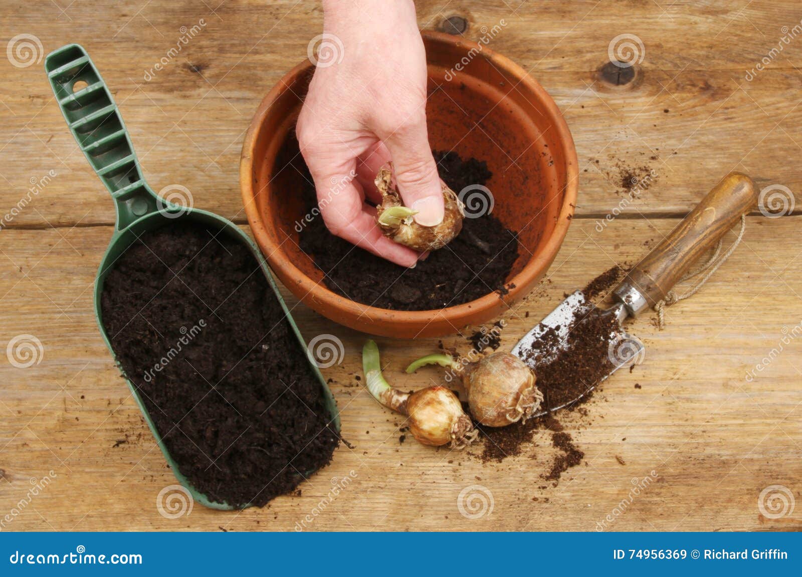 Hand planting a bulb stock image. Image of wood, earth - 74956369