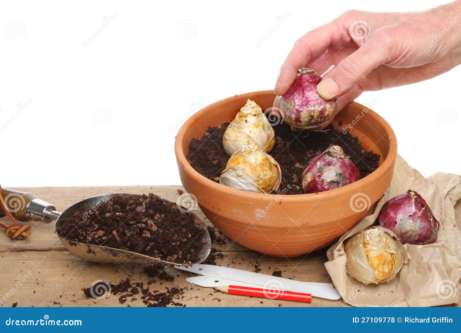 Hand planting bulbs stock photo. Image of hand, paper - 27109778