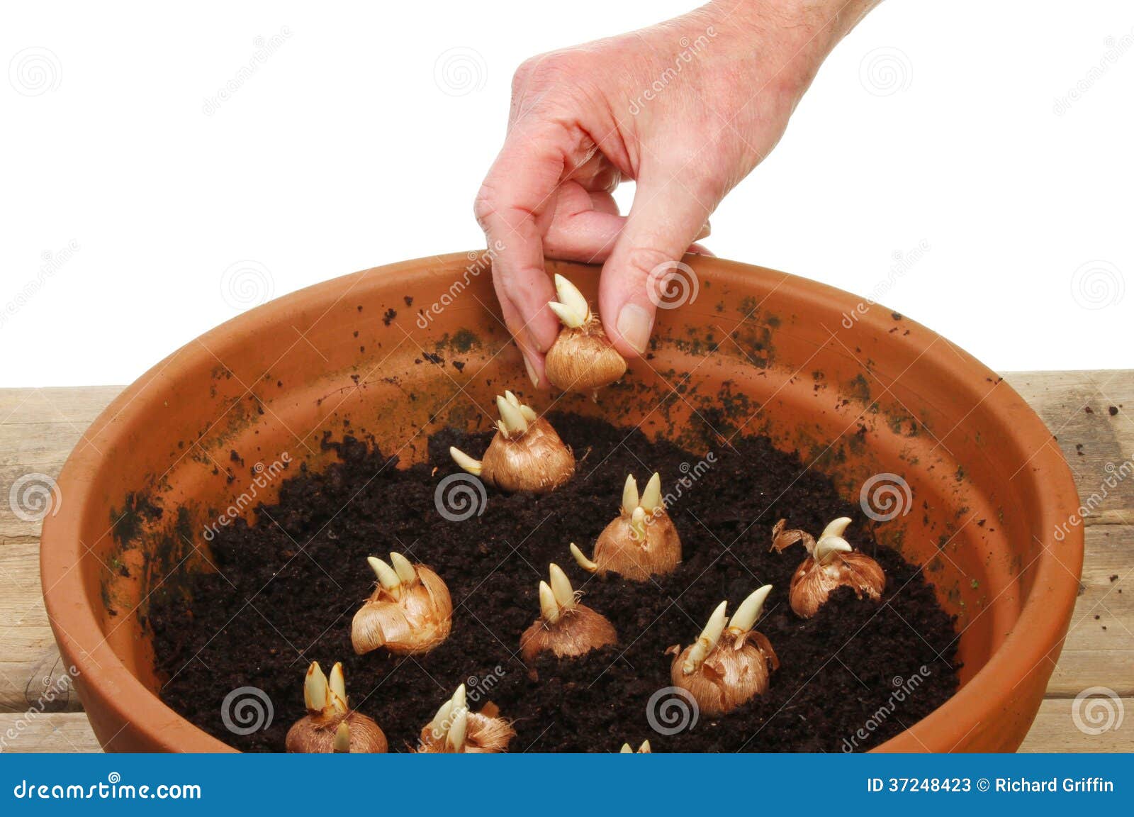 Hand planting bulbs stock image. Image of earth, bench - 37248423
