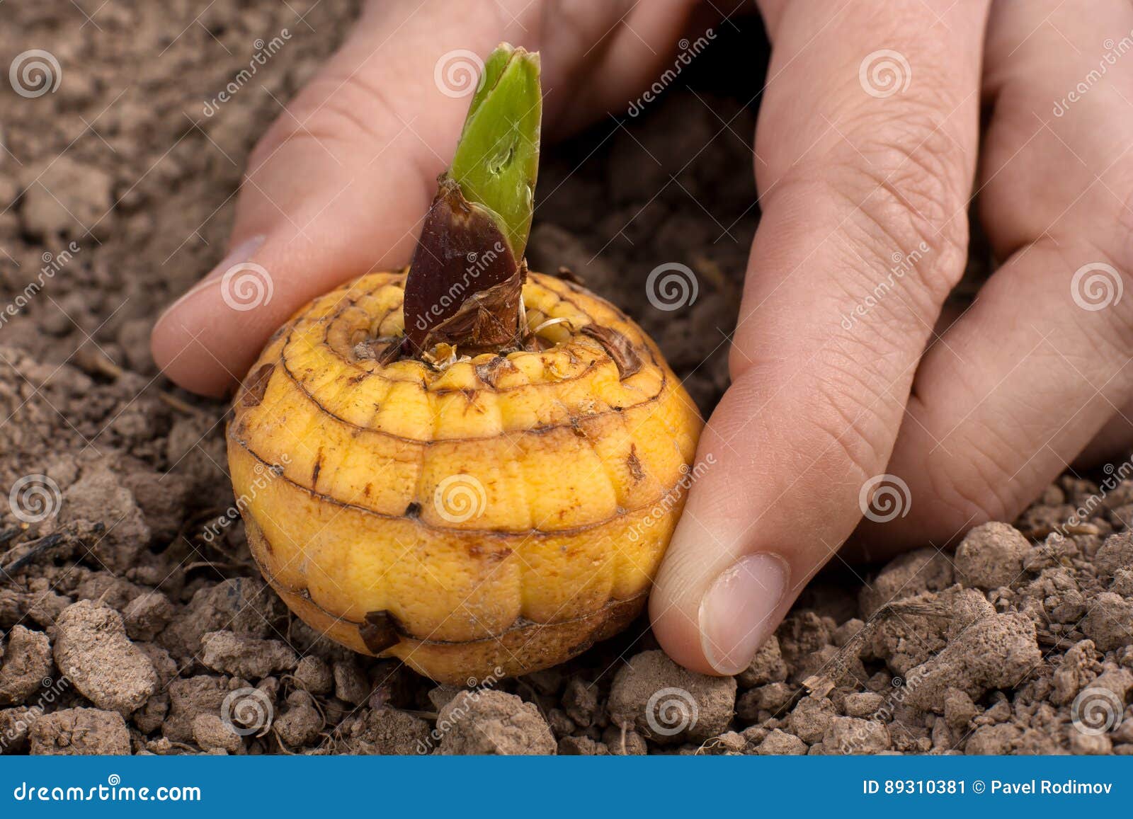 Hand Planting Germinated Bulb of Gladiolus Stock Image - Image of lily ...