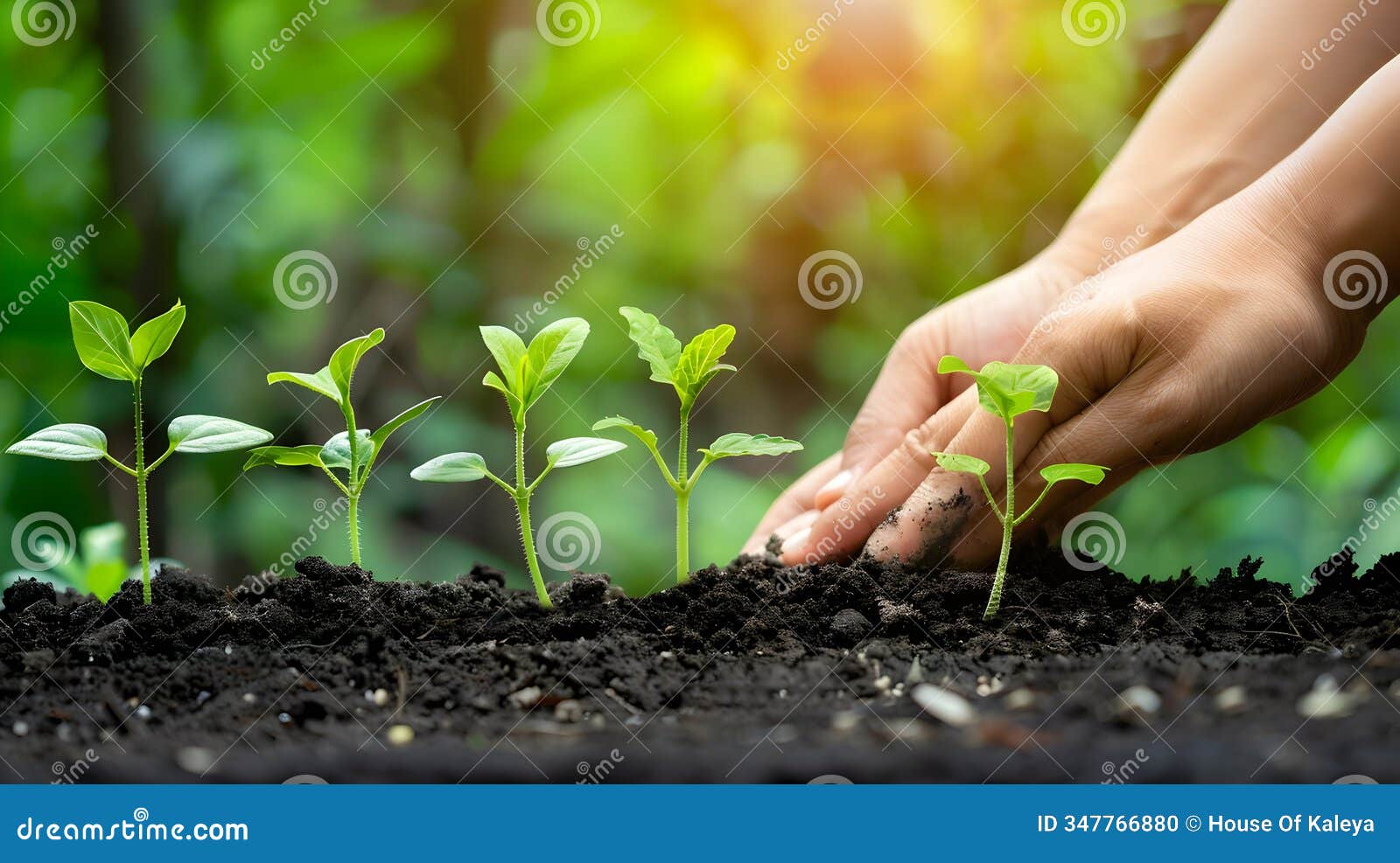 Set Of Realistic Seedlings Stock Photo | CartoonDealer.com #212219364