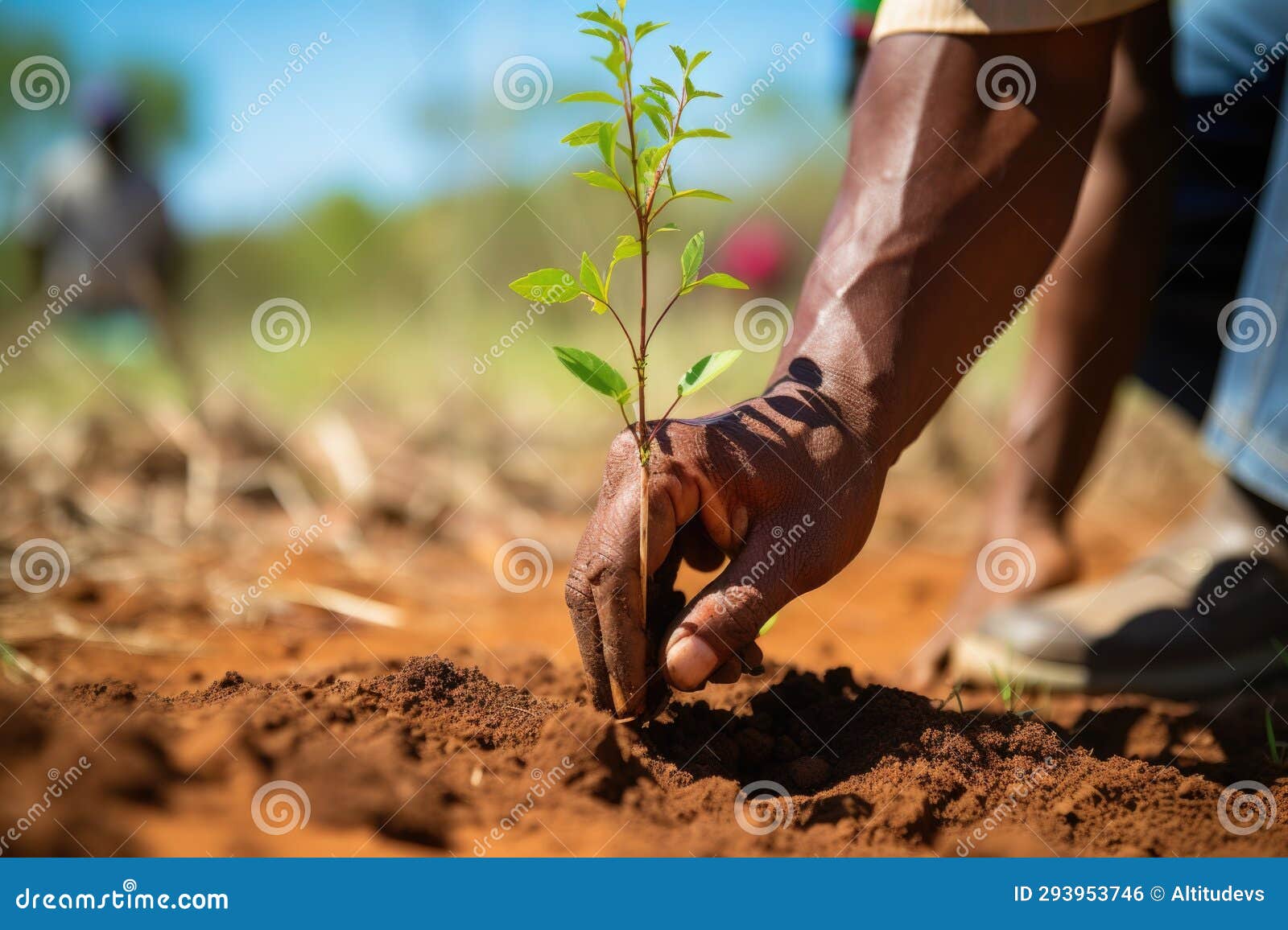 Hand Planting an Indigenous Tree Sapling Stock Illustration ...