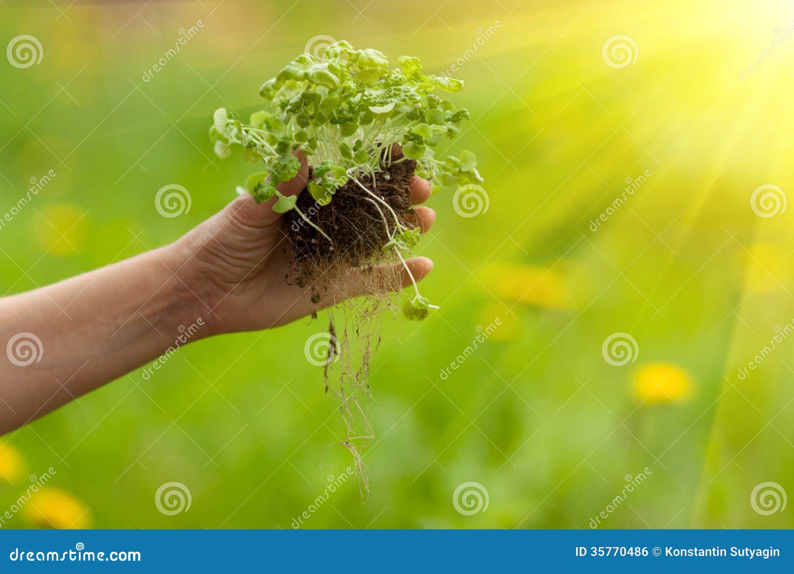 Hand Planting Seeding Growing Step In Garden Royalty-Free Stock ...