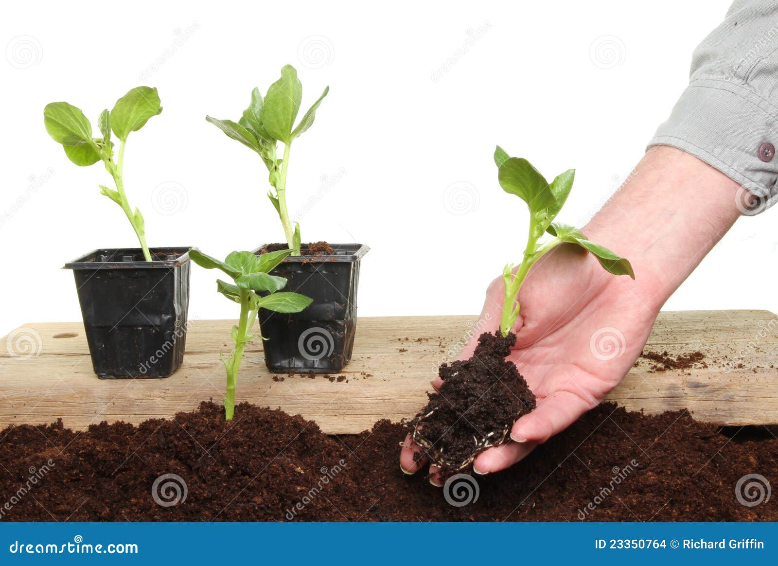 Hand planting seedling stock photo. Image of plant, shoot - 23350764