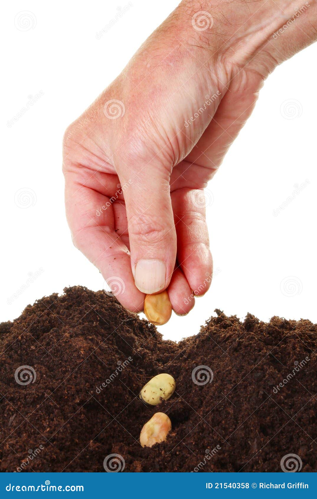 Hand Planting Seeding Growing Step In Garden Royalty-Free Stock ...