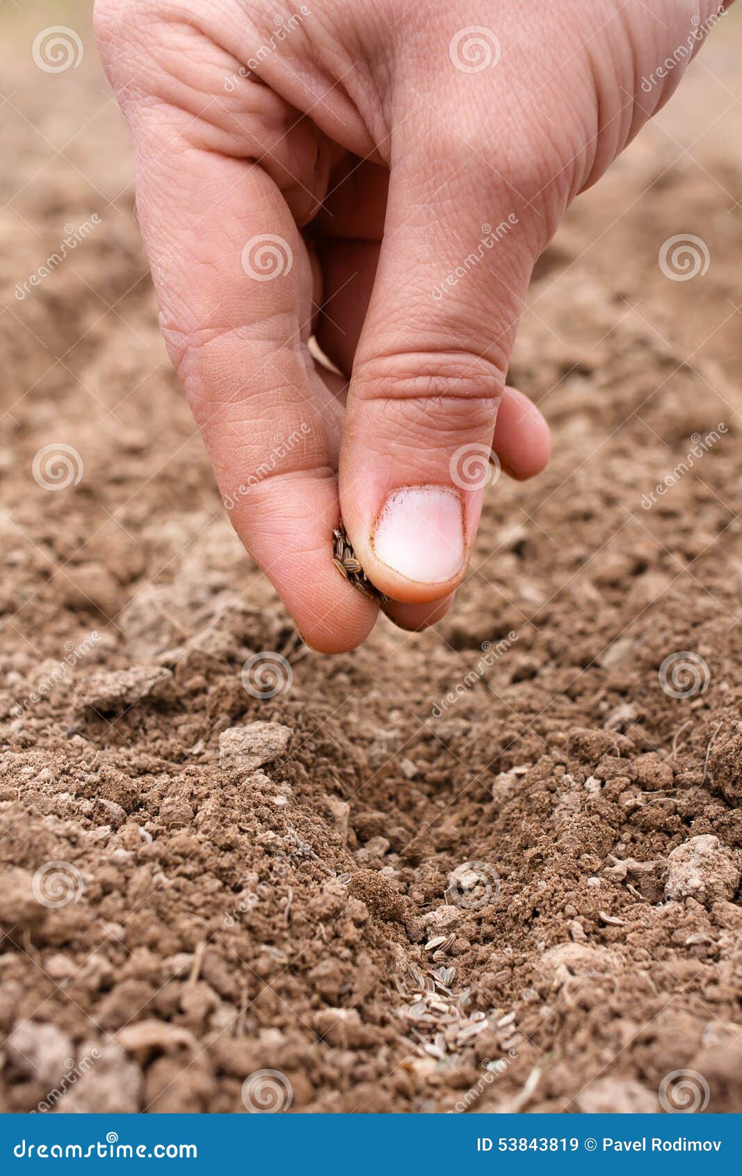 Hand Planting Seeds in Soil Stock Image - Image of garden, healthy ...